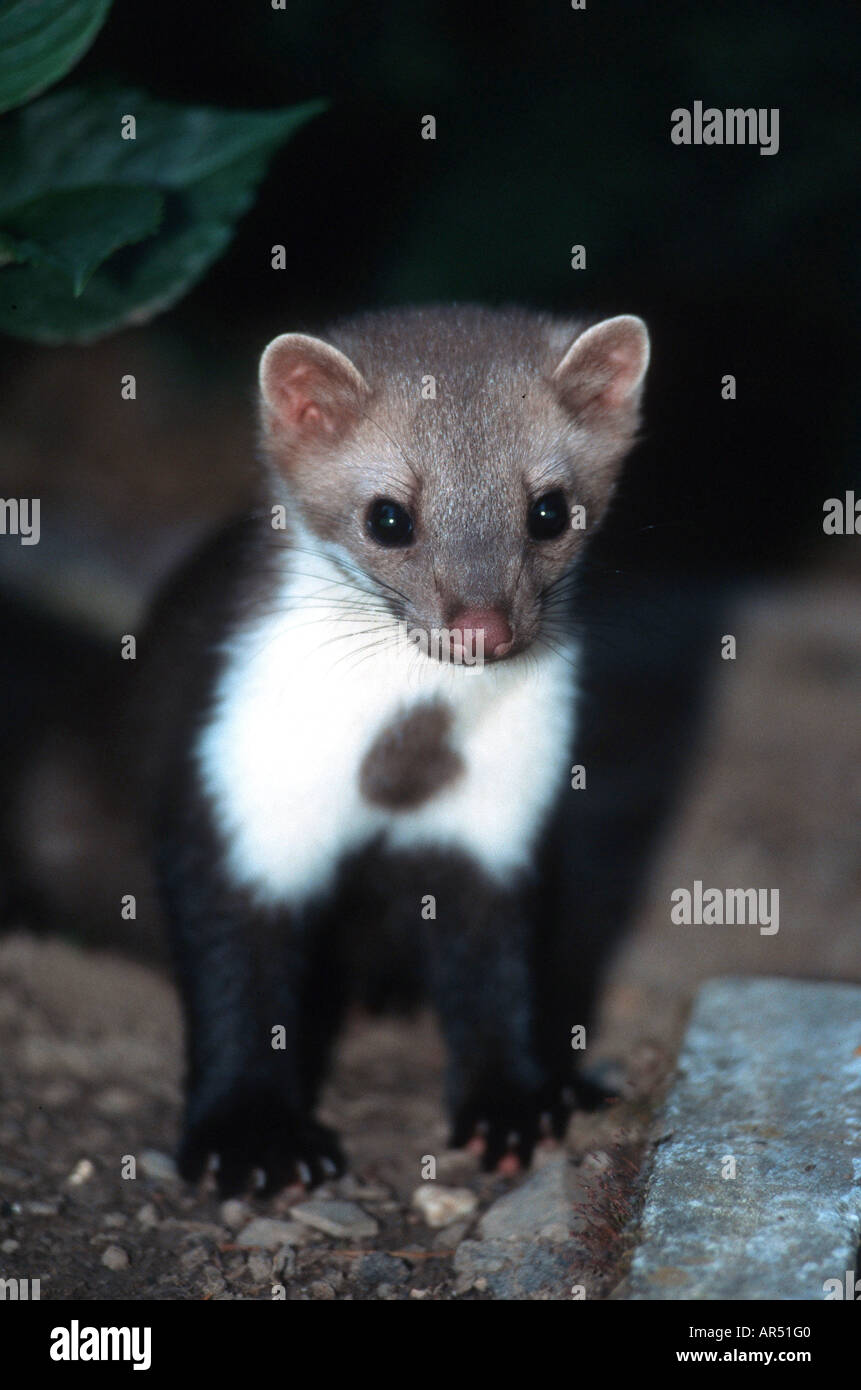 Steinmarder, Europäische Steinmarder Martes Foina, Steinmarder ...