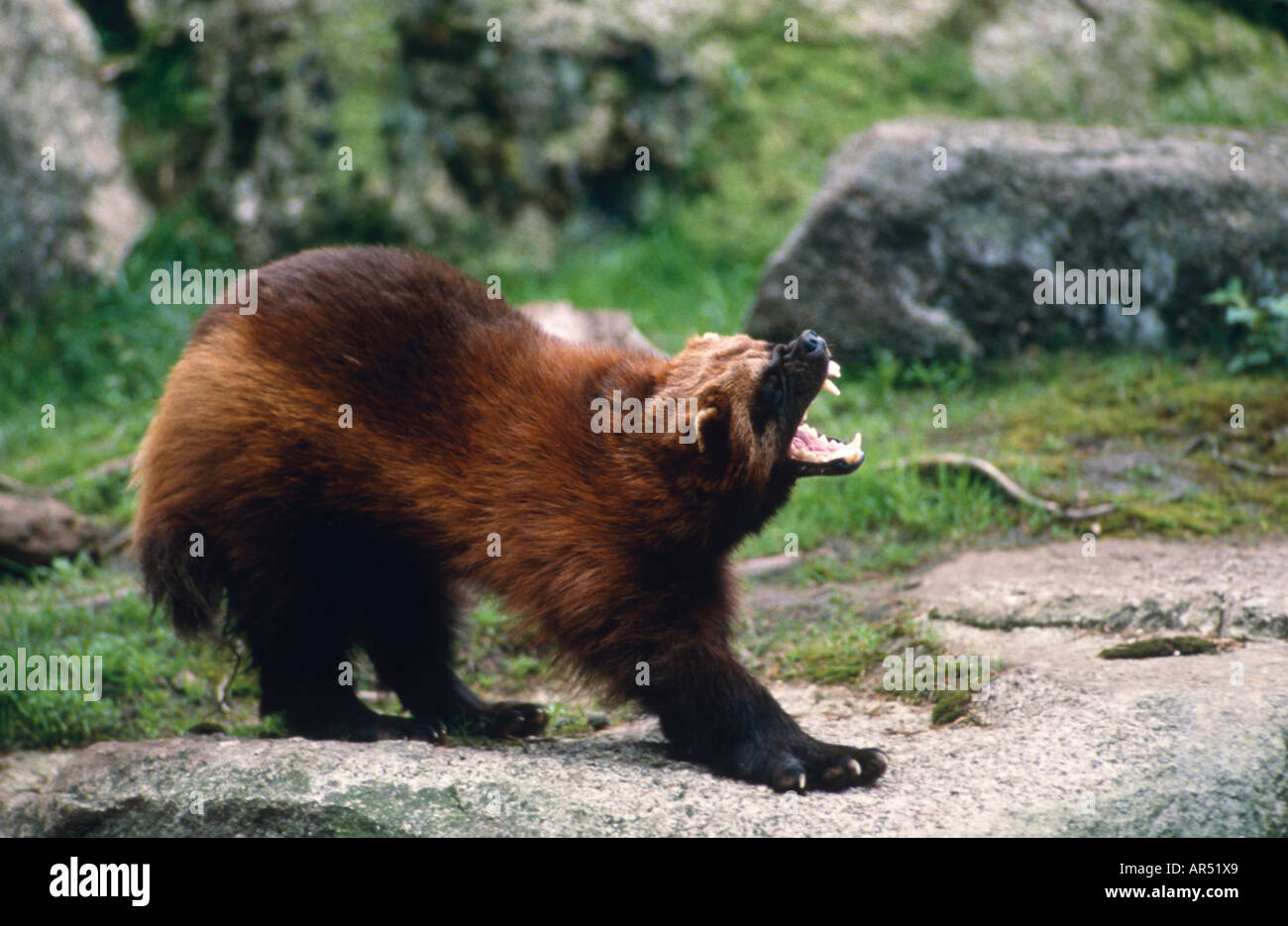 Wolverine, Gulo Gulo, Vielfrass Stockfotografie - Alamy