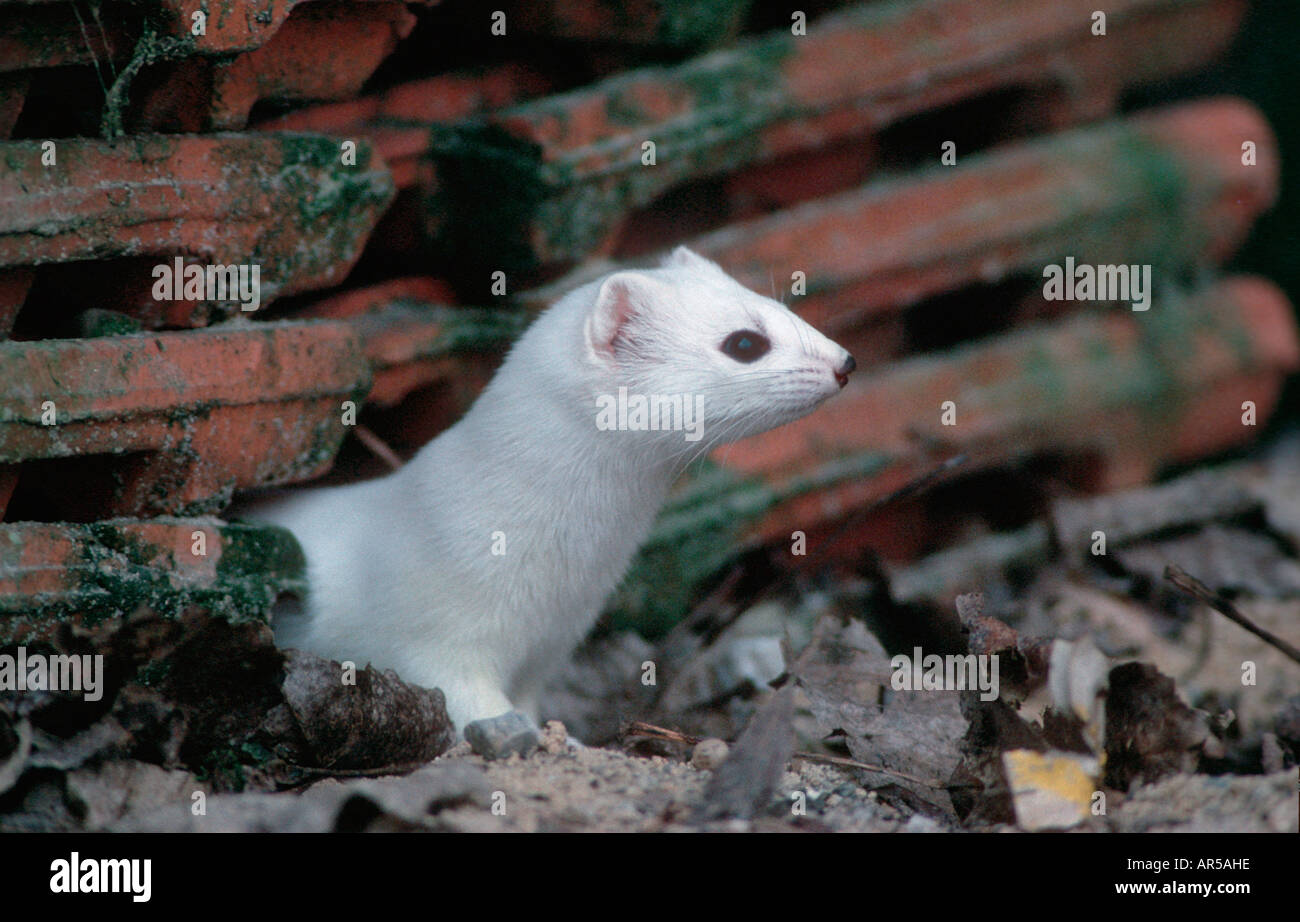 Hermelin winter -Fotos und -Bildmaterial in hoher Auflösung – Alamy