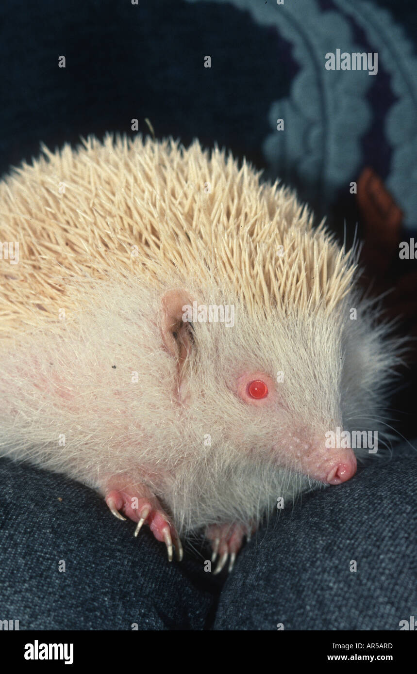 Westliche Europäische Igel, Erinaceus Europaeus, Igel, Deutschland ...