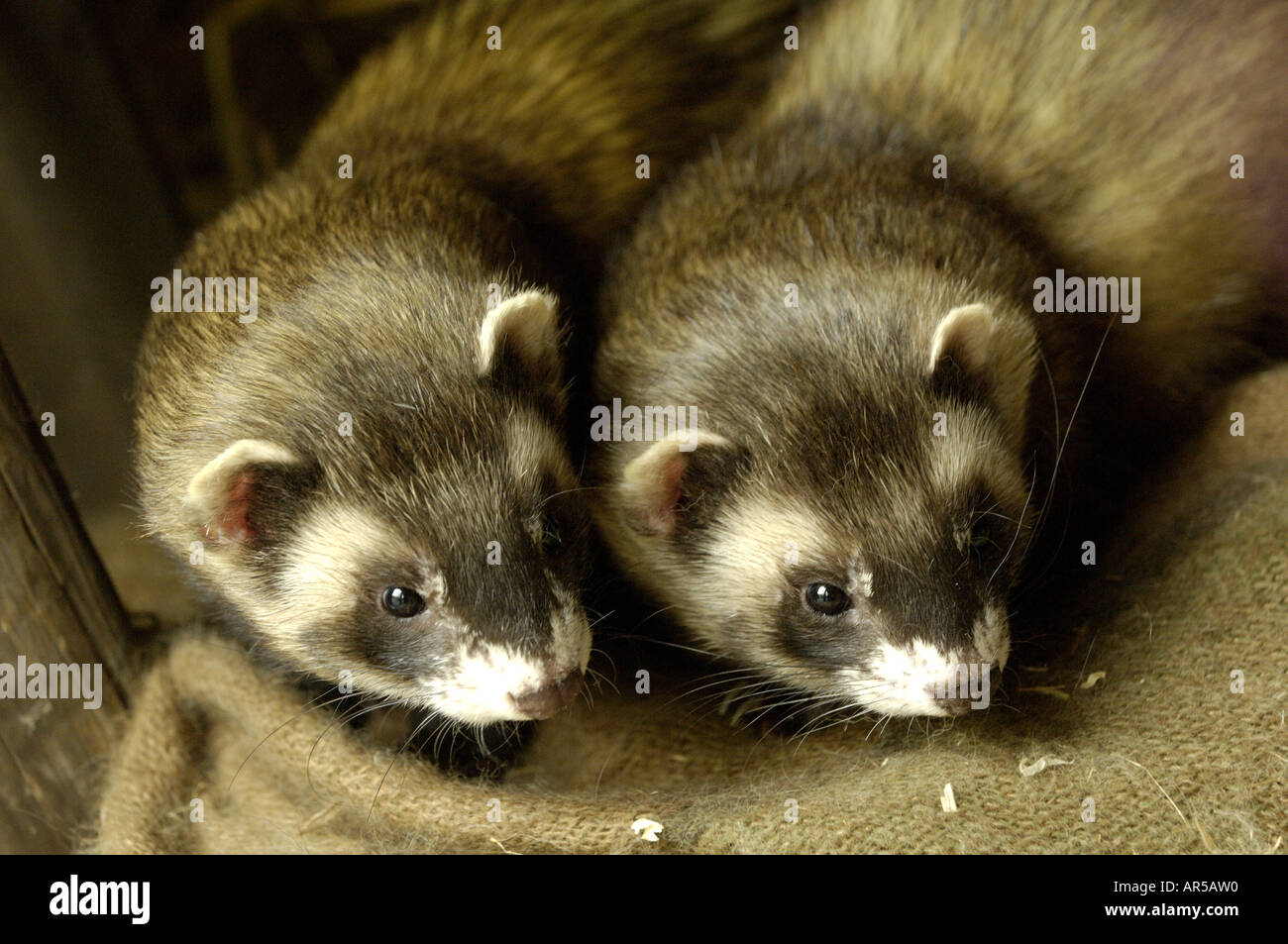 Europäischer Iltis, Mustela Putorius, Iltis, Waldiltis, Europa ...