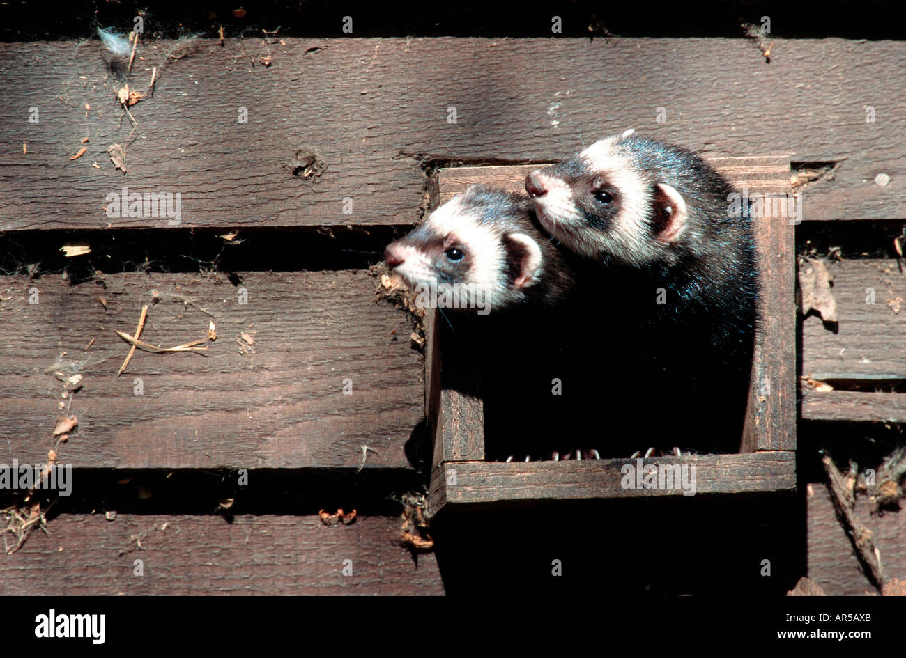 Europäischer Iltis, Mustela Putorius, Iltis, Waldiltis, Europa ...