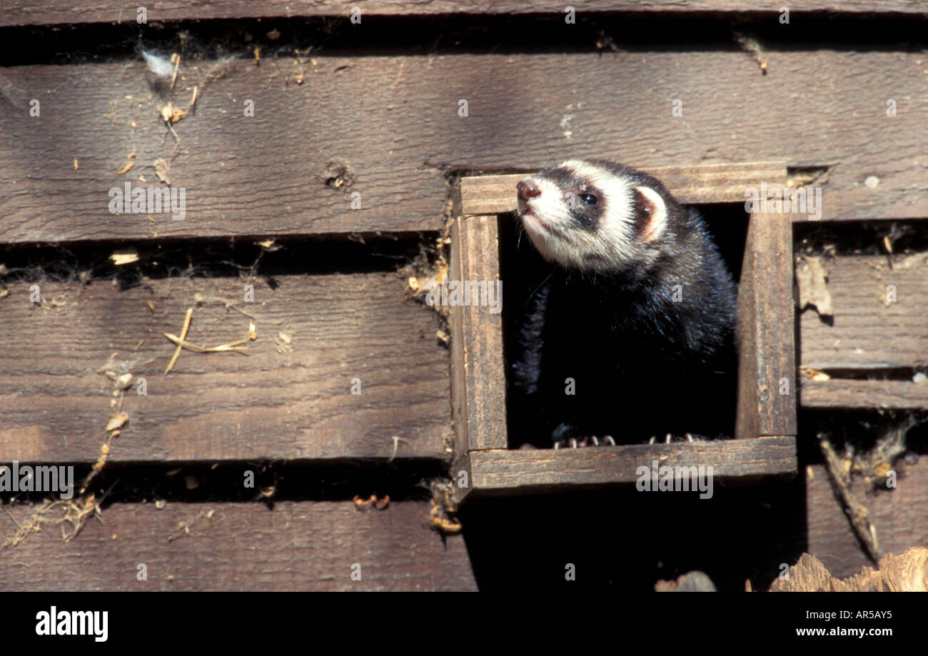 Europäischer Iltis, Mustela Putorius, Iltis, Waldiltis, Europa ...