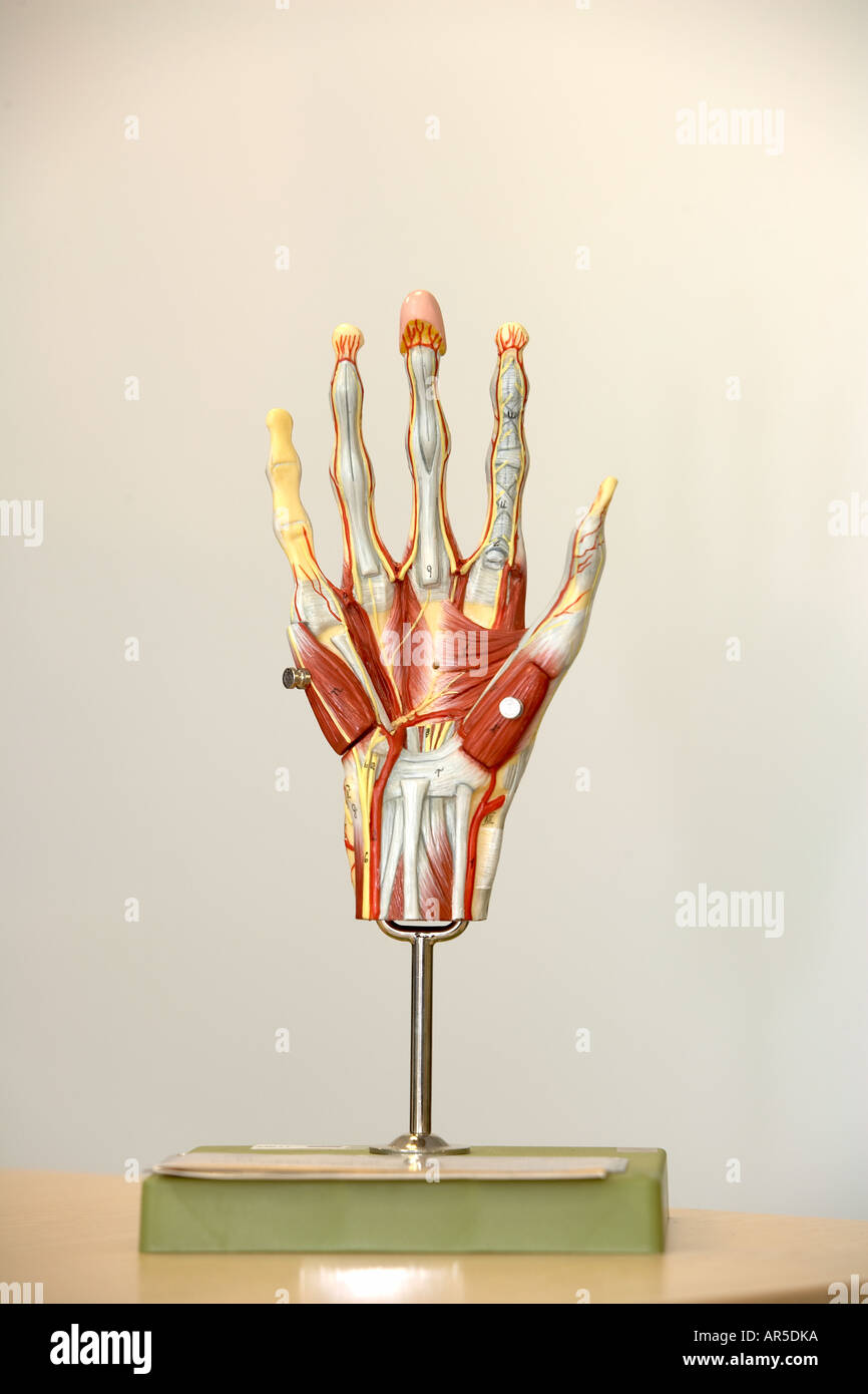 Anatomie skelett adern organe -Fotos und -Bildmaterial in hoher ...