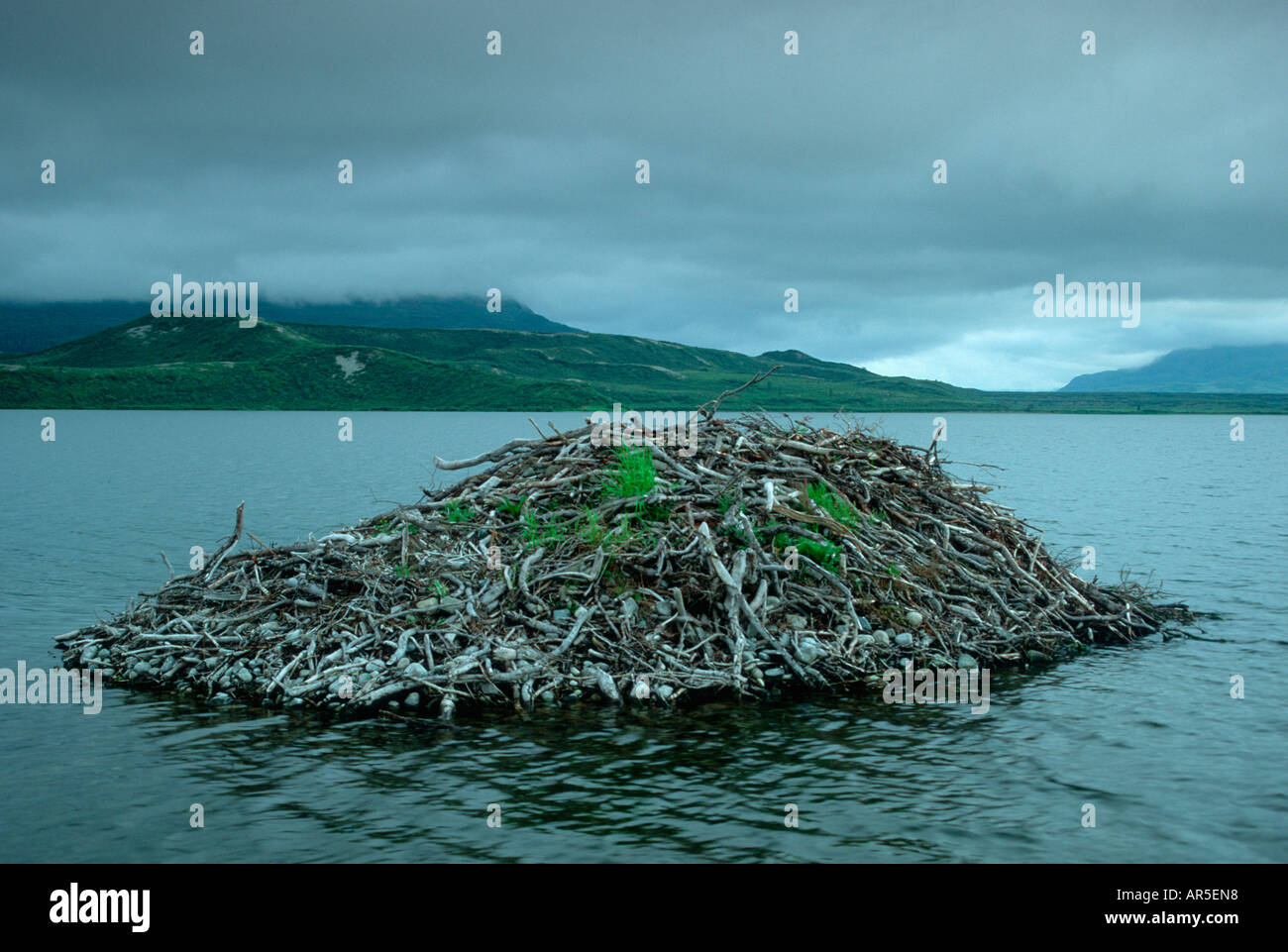 Schlafender Biber Stockfotos und -bilder Kaufen - Alamy