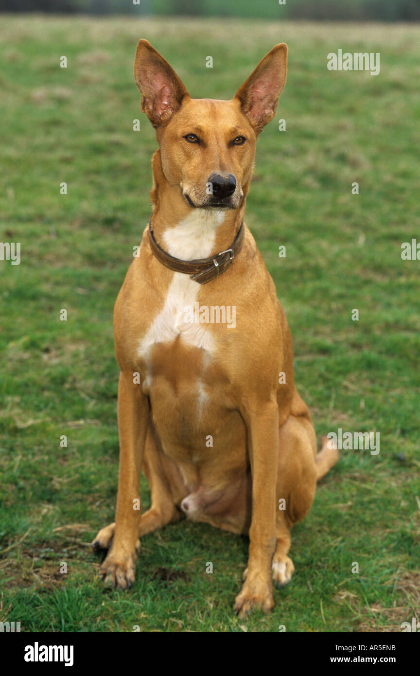 Ibizan hound -Fotos und -Bildmaterial in hoher Auflösung – Alamy