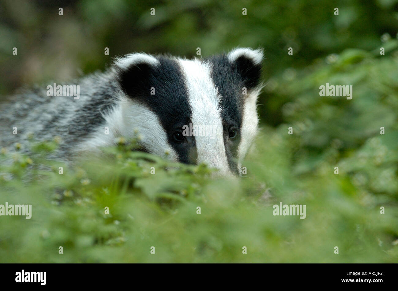 Europäischer Dachs, Dachs, Meles Meles, Europa Stockfotografie - Alamy Europäischer Dachs, Dachs, Meles Meles, Europa Stockfotografie - Alamy