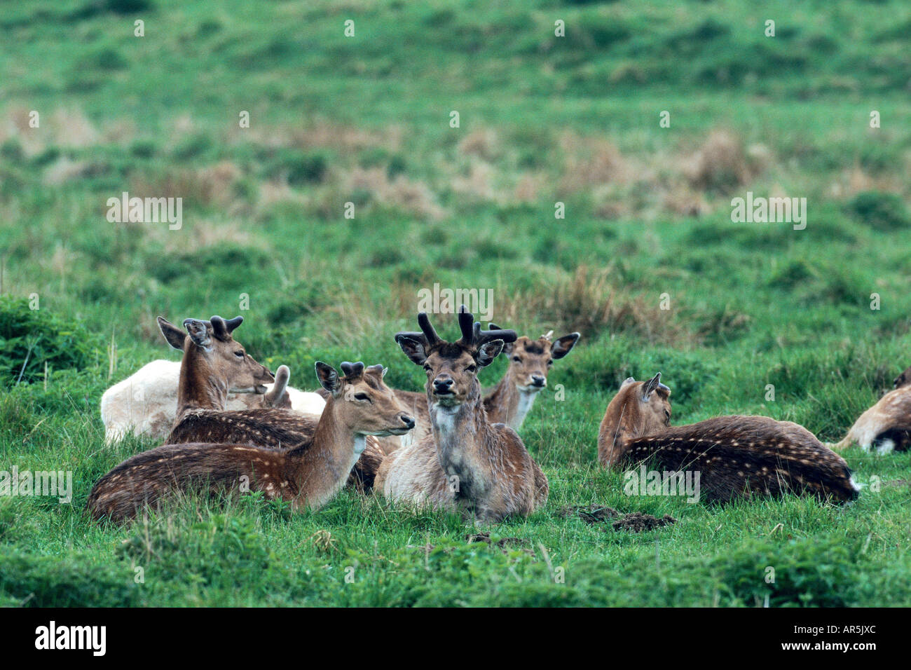 Damhirsche Im Bast Fallow Stags mit Bast Dama Dama authentisches wildes ...
