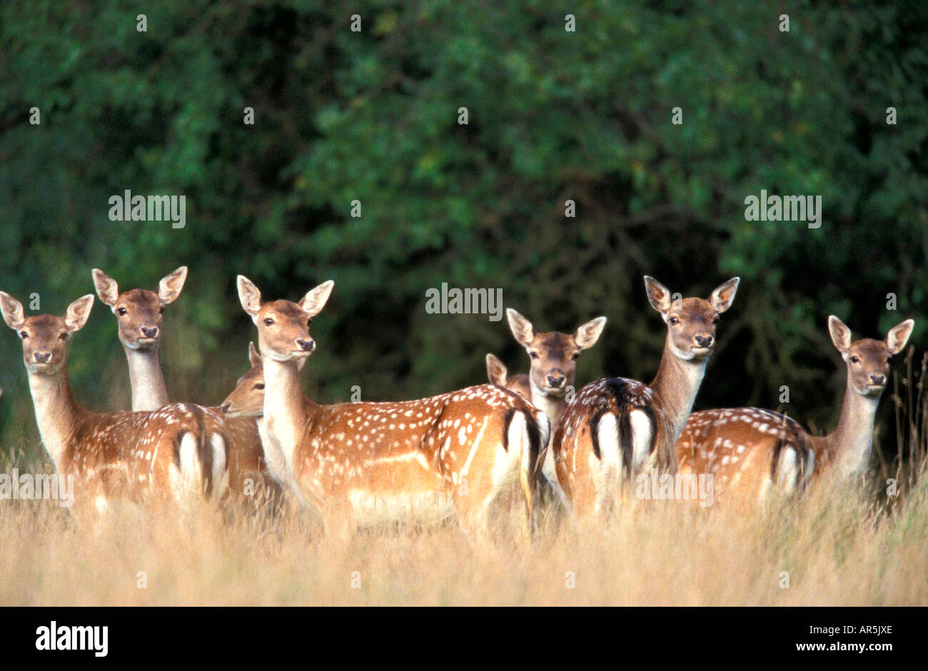 Damwild herde -Fotos und -Bildmaterial in hoher Auflösung – Alamy