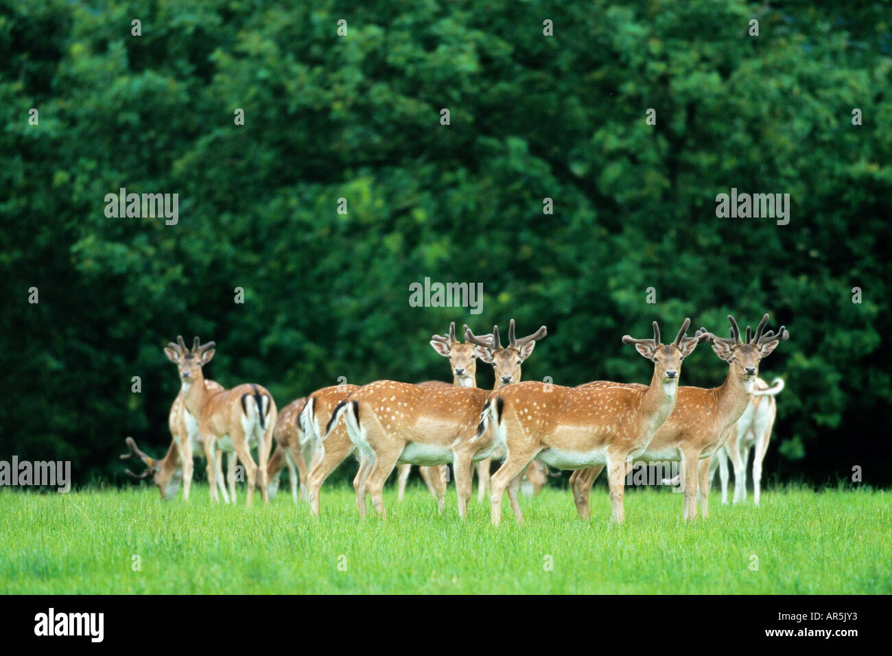 Damhirsche Im Bast Fallow Stags Dama Dama authentisches wildes ...
