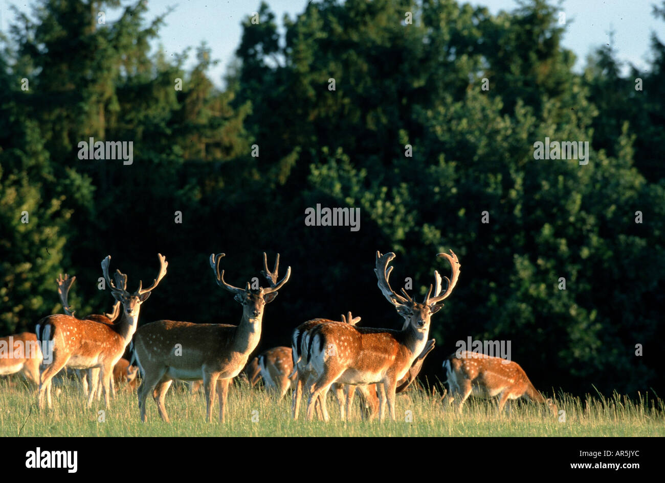 Damwild herde -Fotos und -Bildmaterial in hoher Auflösung – Alamy