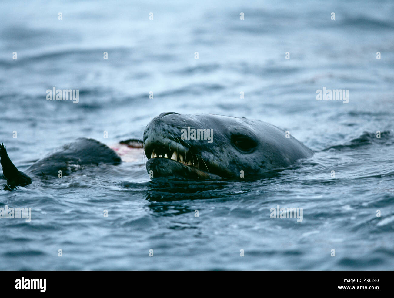 Leopard seal underwater -Fotos und -Bildmaterial in hoher Auflösung – Alamy