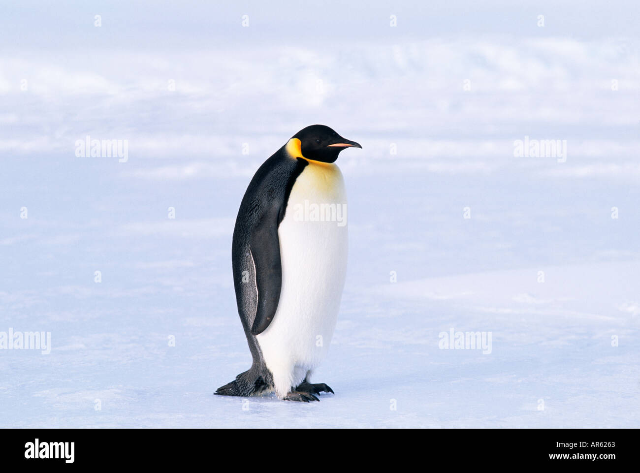 Emperor Penguins Huddle Stockfotos und -bilder Kaufen - Alamy