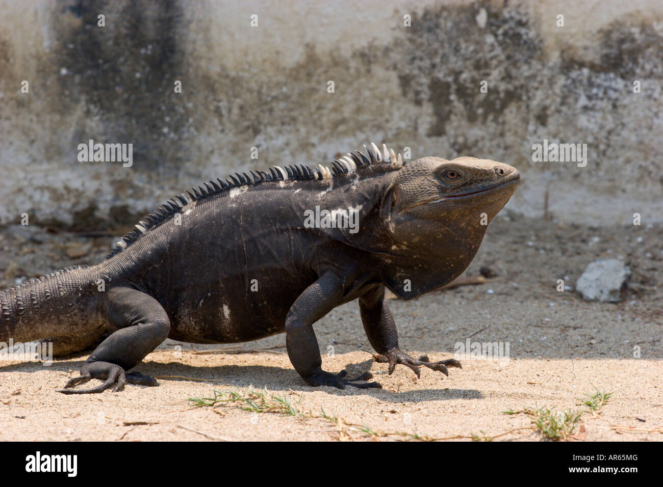 Leguan mexiko -Fotos und -Bildmaterial in hoher Auflösung – Alamy