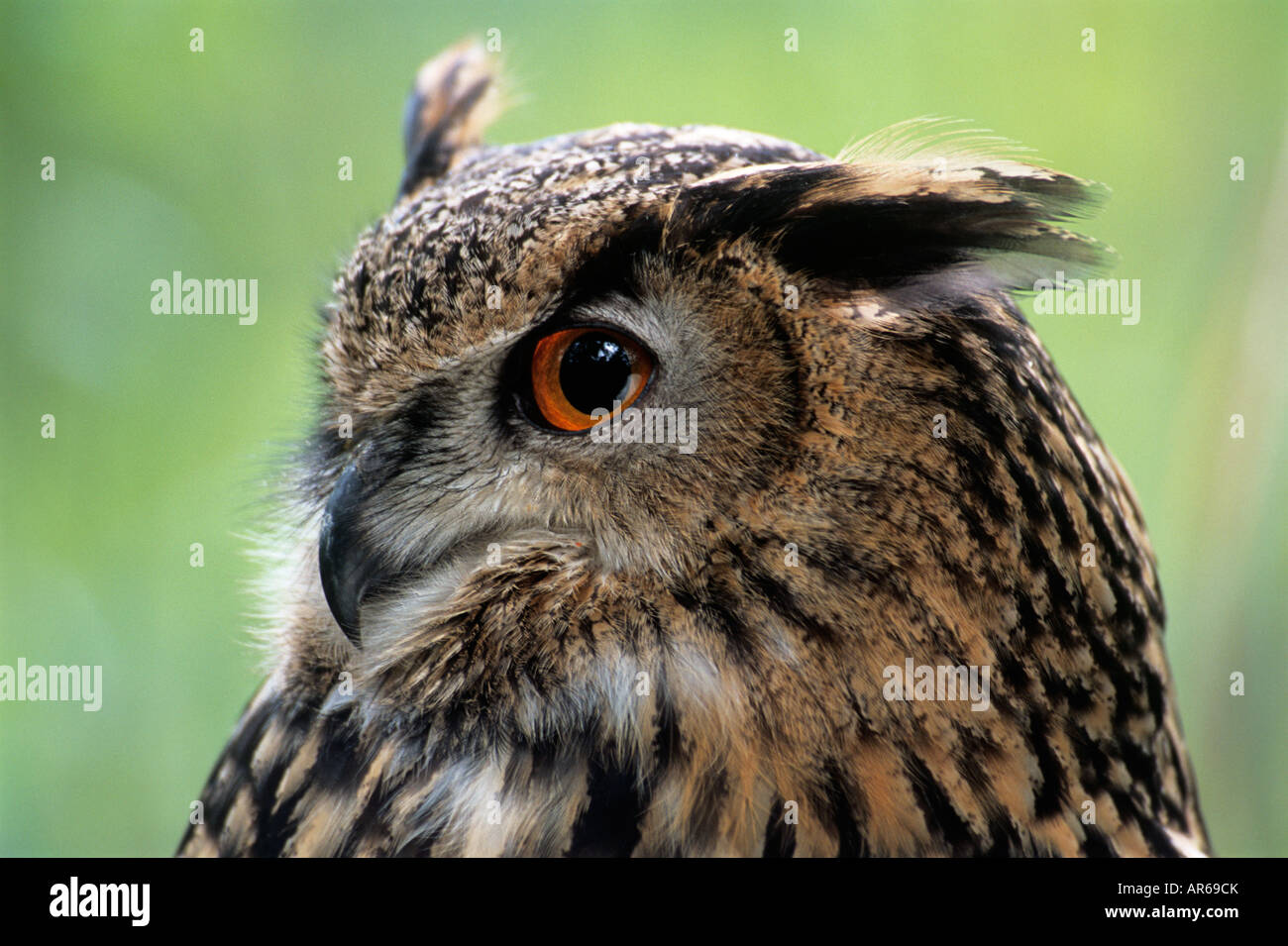 Ife head -Fotos und -Bildmaterial in hoher Auflösung – Alamy