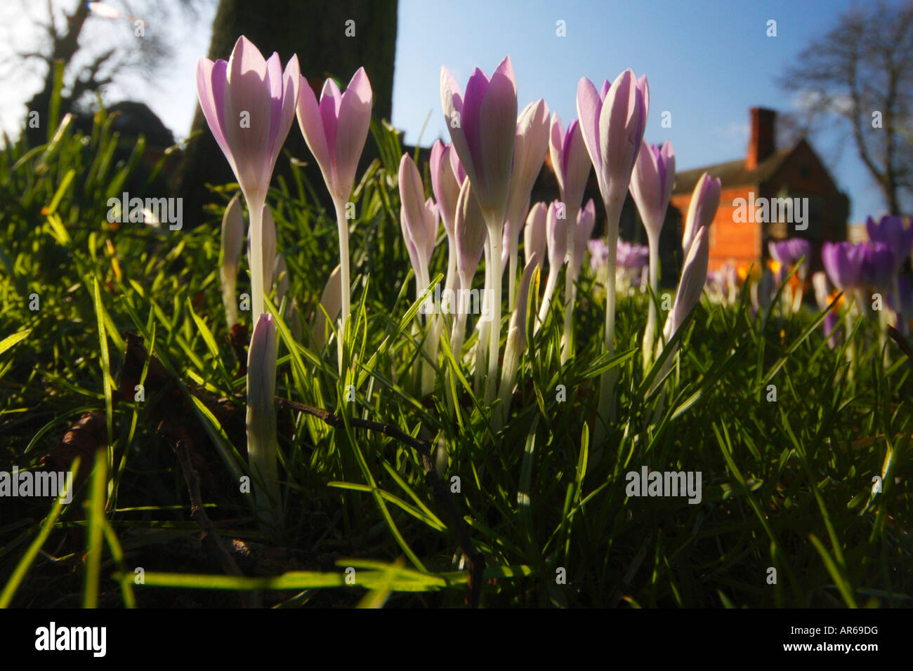 Krokus winter uk -Fotos und -Bildmaterial in hoher Auflösung – Alamy