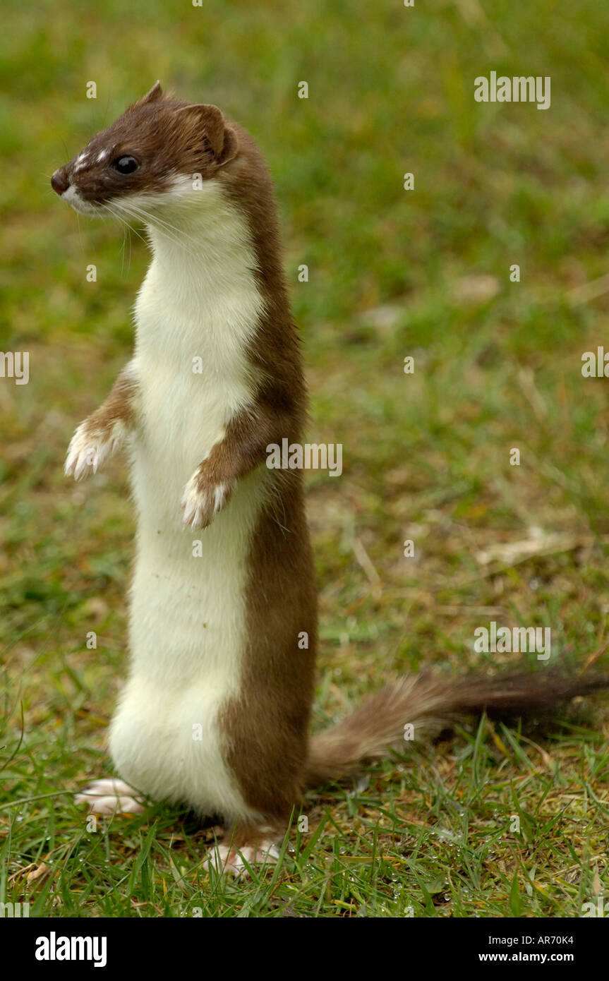 Wenigsten Wiesel, Mauswiesel, Mustela Nivalis, Europa Stockfotografie ...