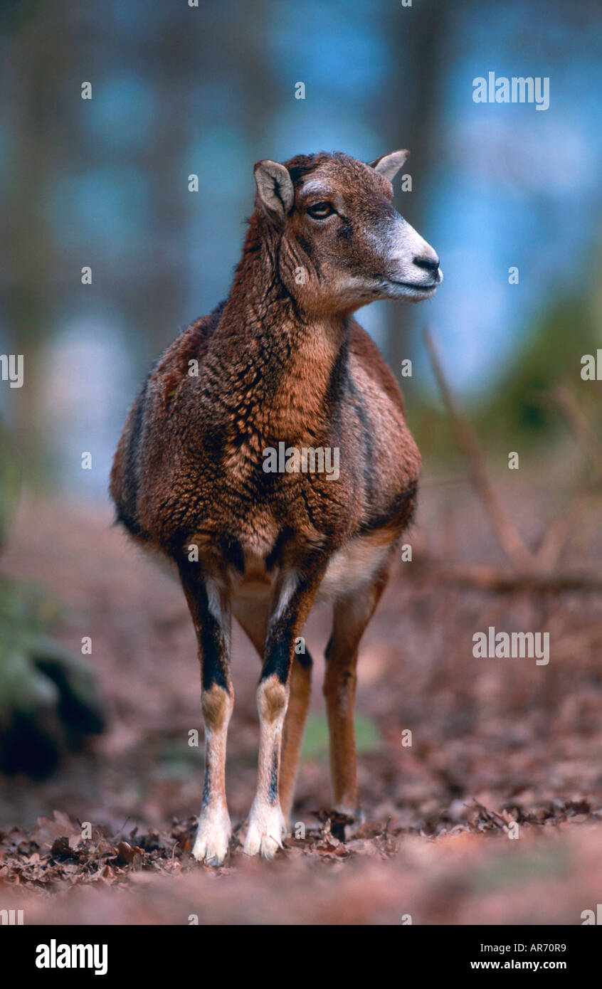 Mufflon ovis ammon musimon wild -Fotos und -Bildmaterial in hoher ...