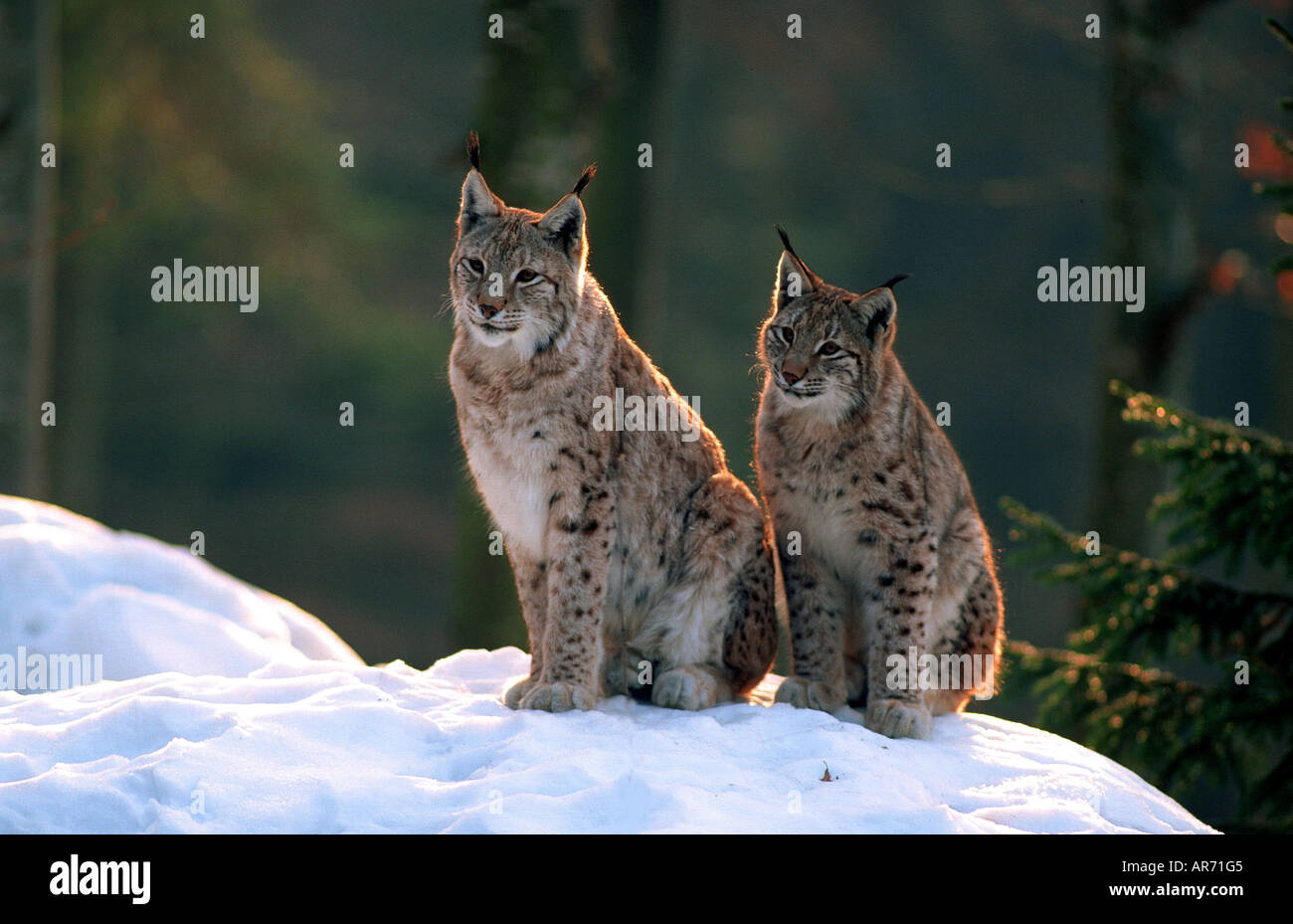 Luchs alpen -Fotos und -Bildmaterial in hoher Auflösung – Alamy