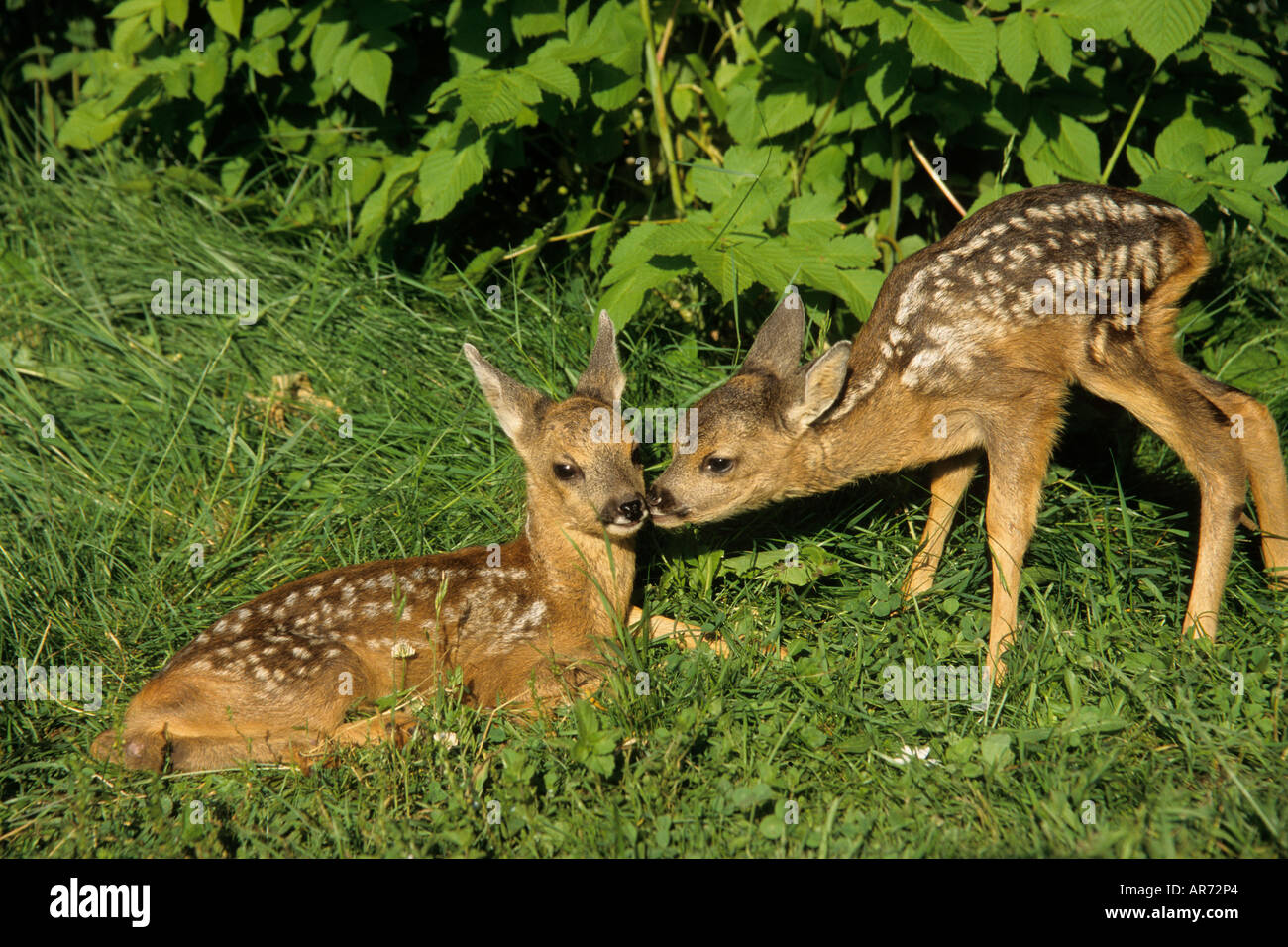 Rehkitz Zeile Reh Rehkitz Capreolus capreolus Stockfotografie - Alamy