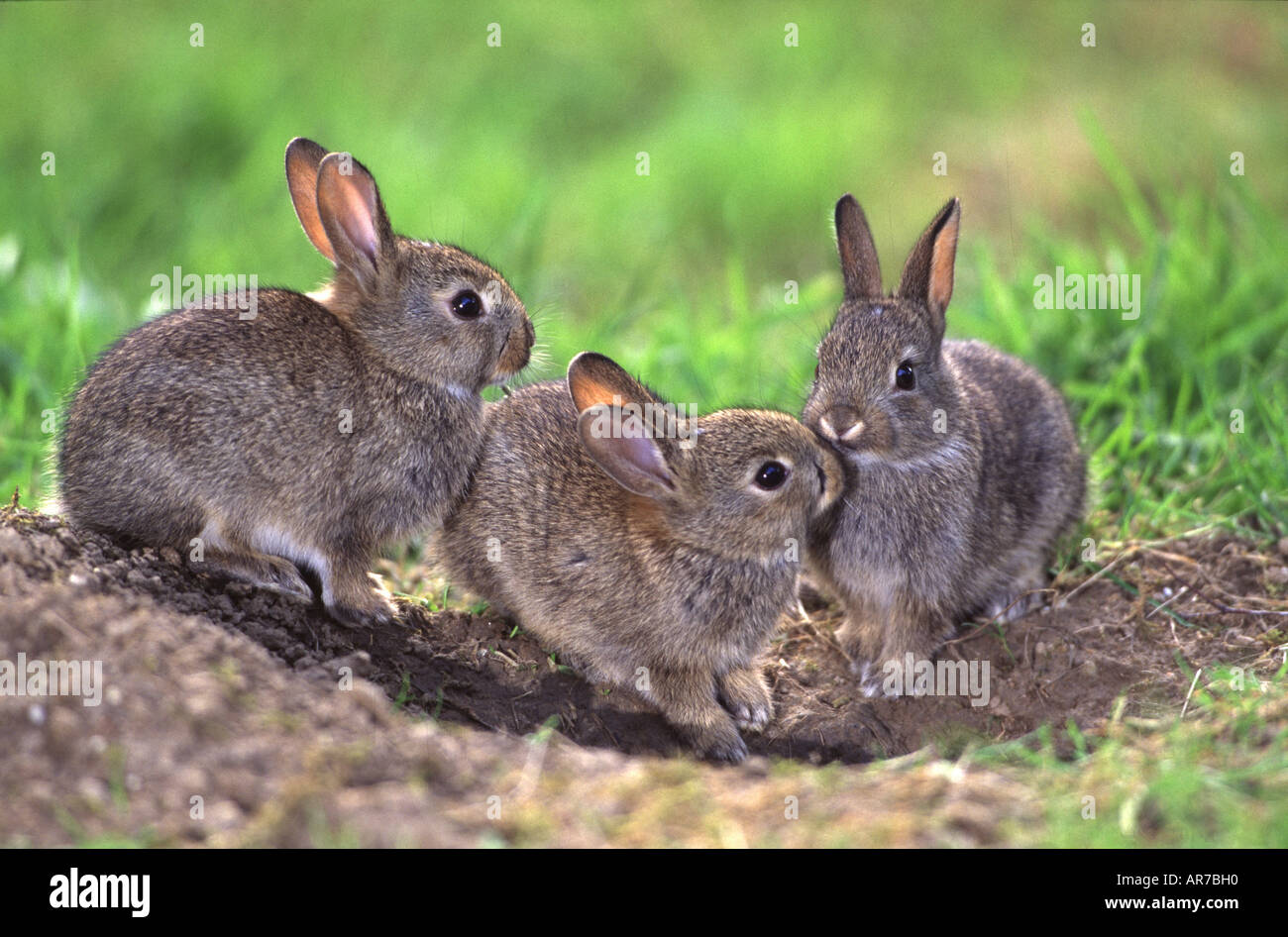 Europäische Wildkaninchen, Oryctolagus Cuniculus, Wildkaninchen, Europa ...