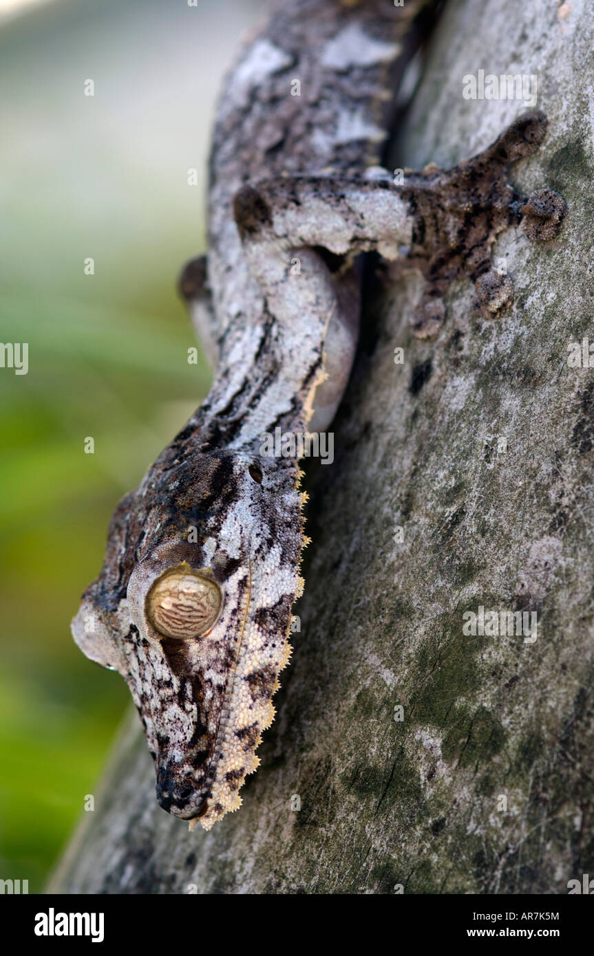 Riesigen Blatt-tailed Gecko Uroplatus Fimbriatus, Pereyras Natur ...