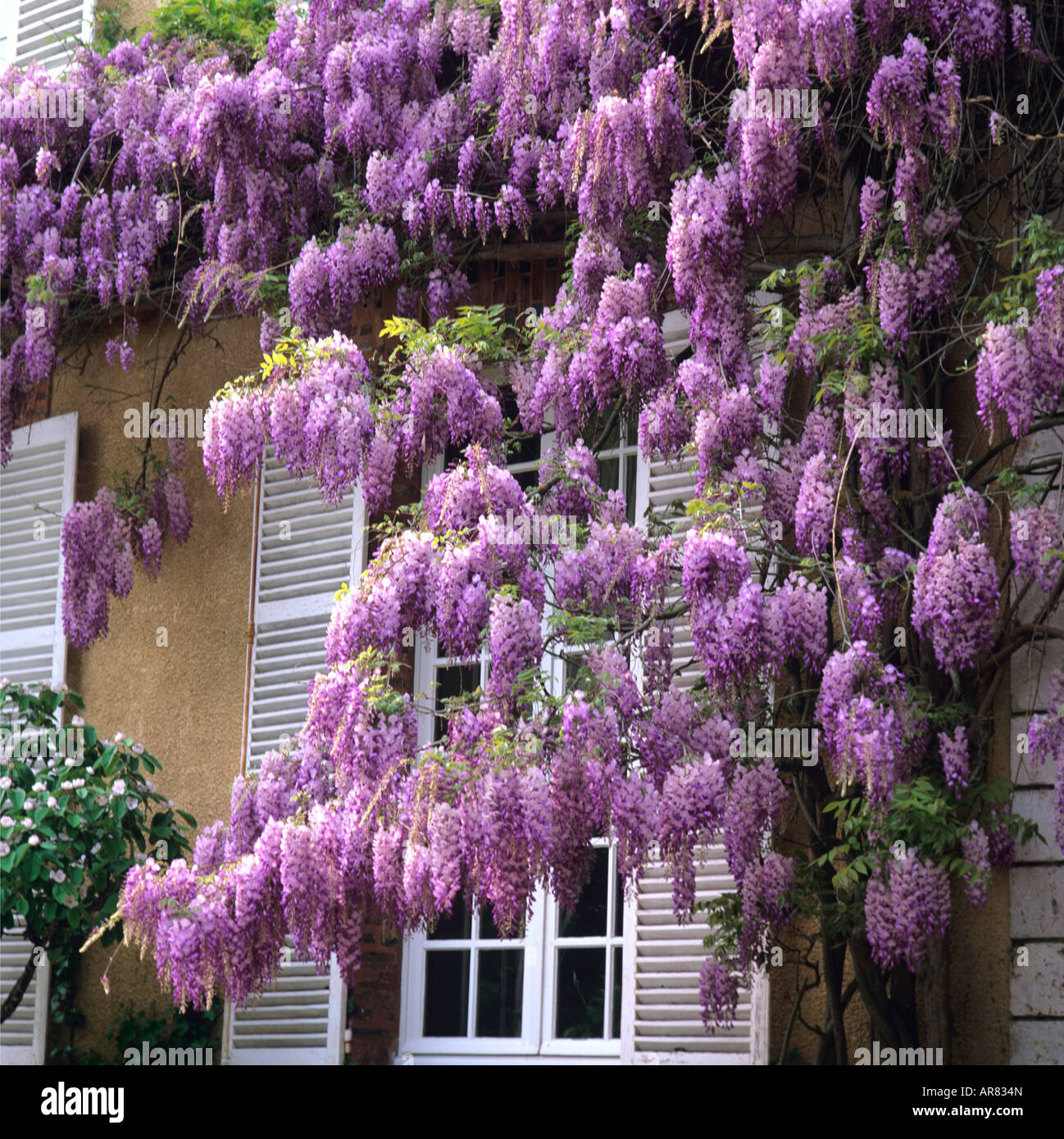 Chinese wisteria wisteria sinensis -Fotos und -Bildmaterial in hoher ...