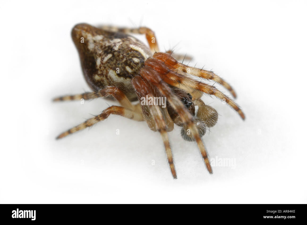 Cyclosa Conica Spinne auf weiBem Hintergrund Stockfotografie Alamy