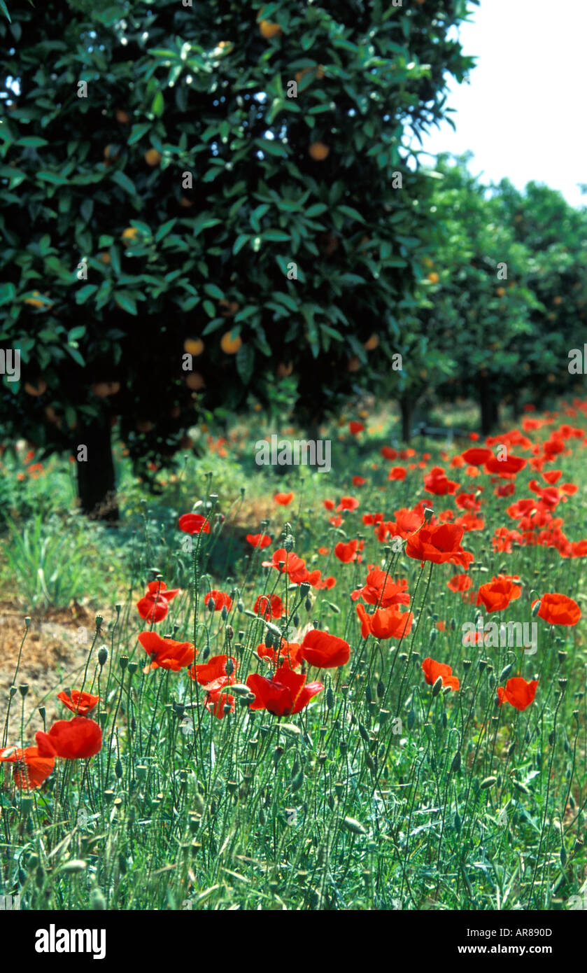 Orange grove full wild flowers -Fotos und -Bildmaterial in hoher ...