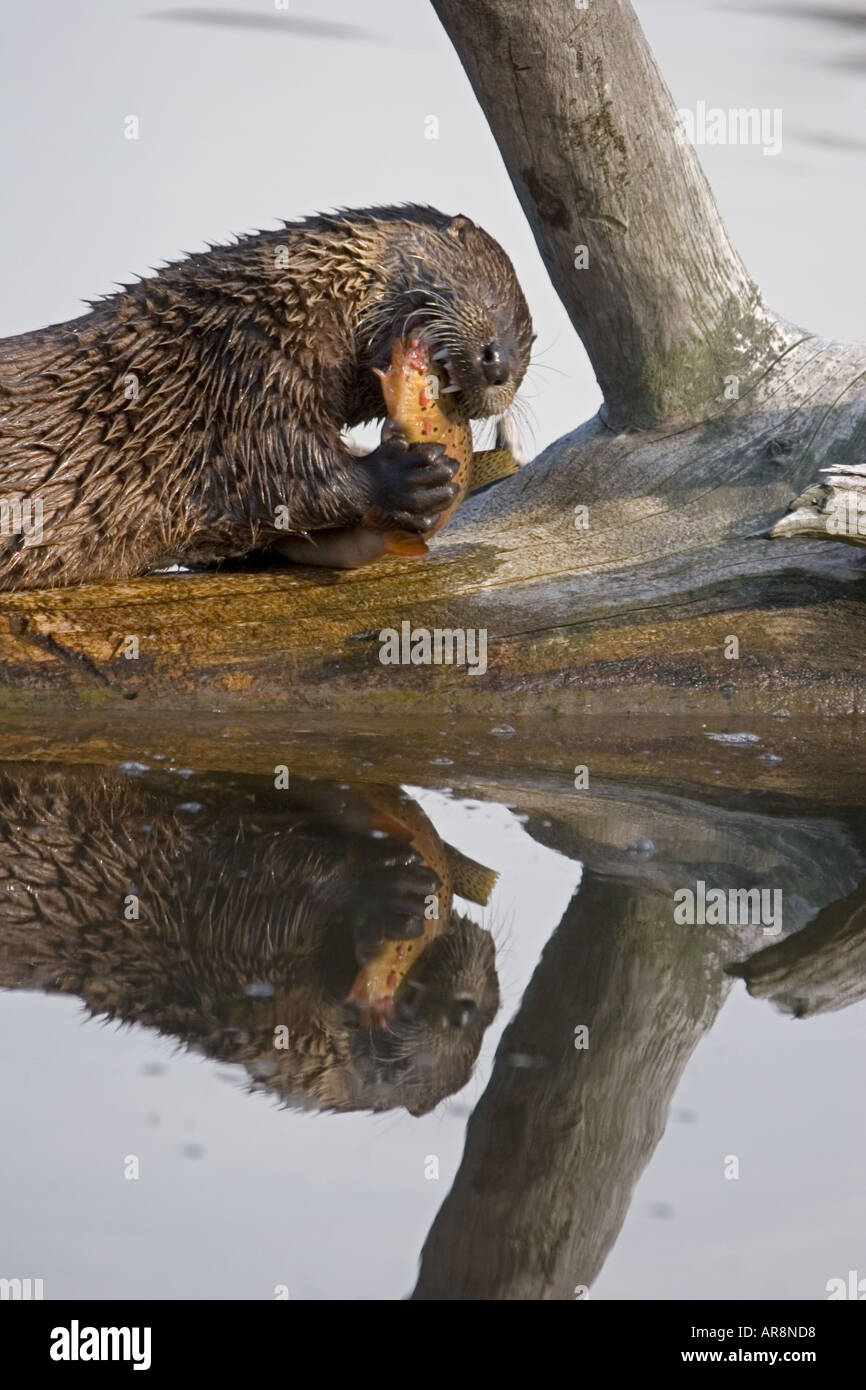 River otter babies -Fotos und -Bildmaterial in hoher Auflösung – Alamy