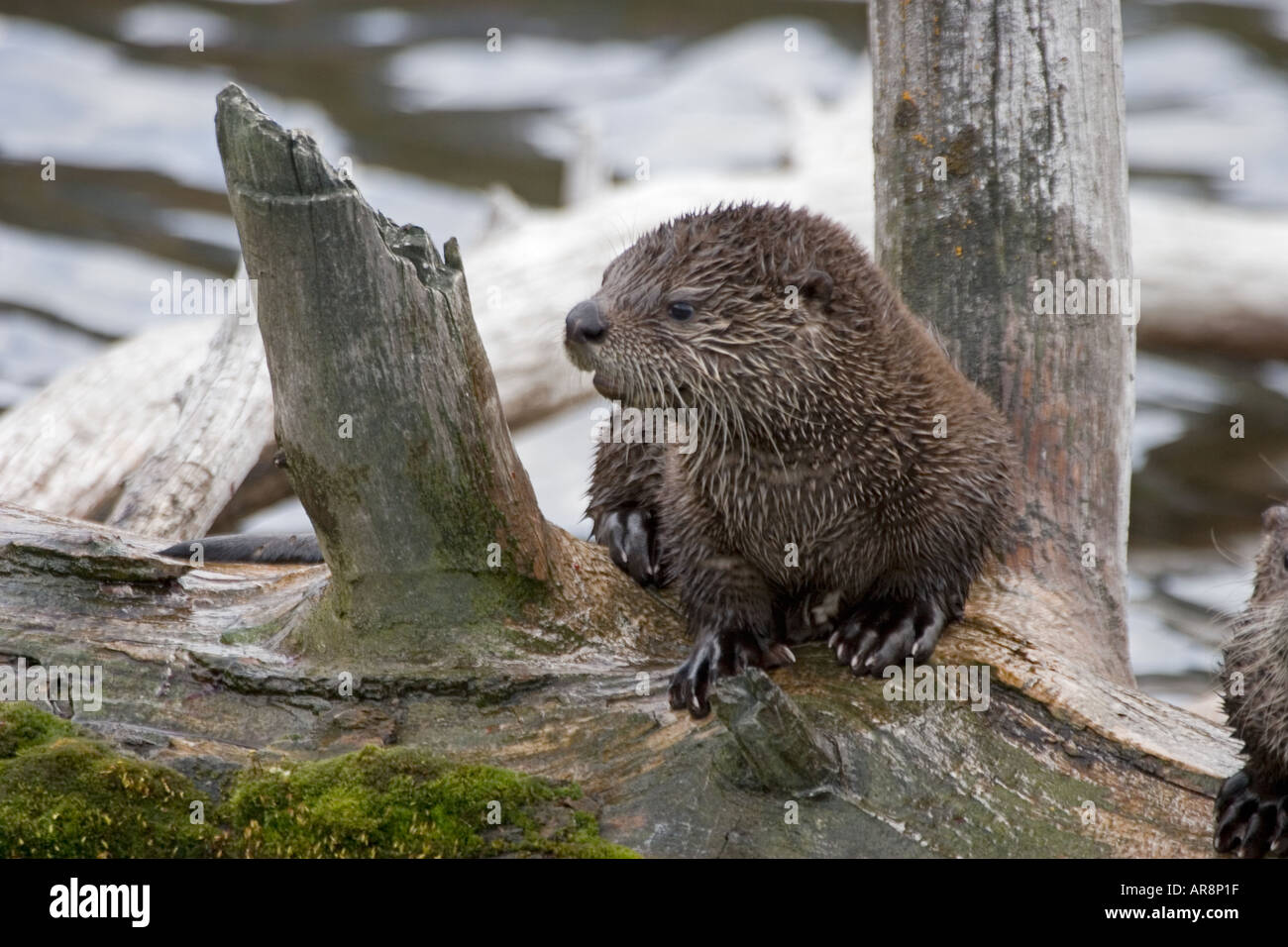 River otter babies -Fotos und -Bildmaterial in hoher Auflösung – Alamy