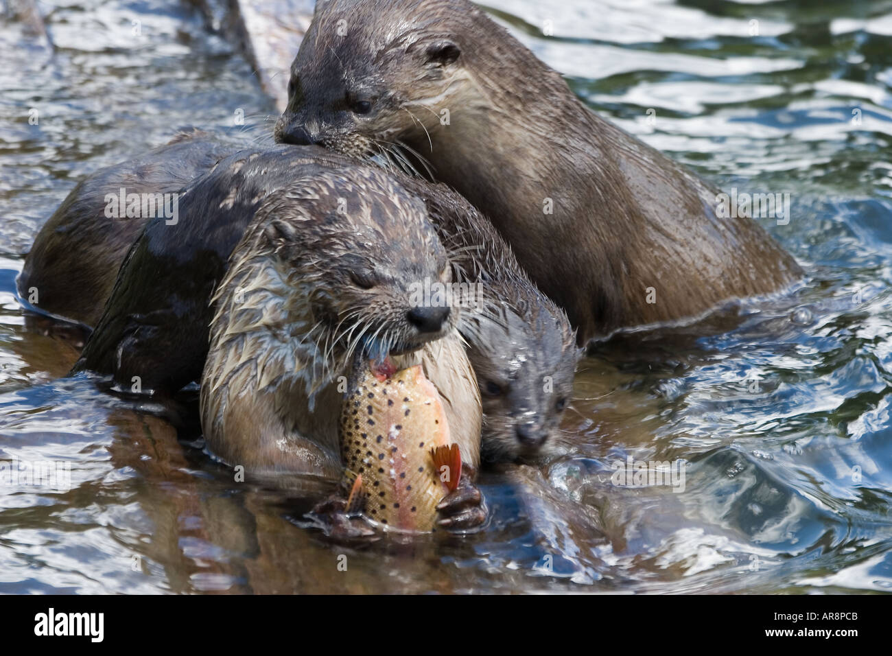River otter babies -Fotos und -Bildmaterial in hoher Auflösung – Alamy
