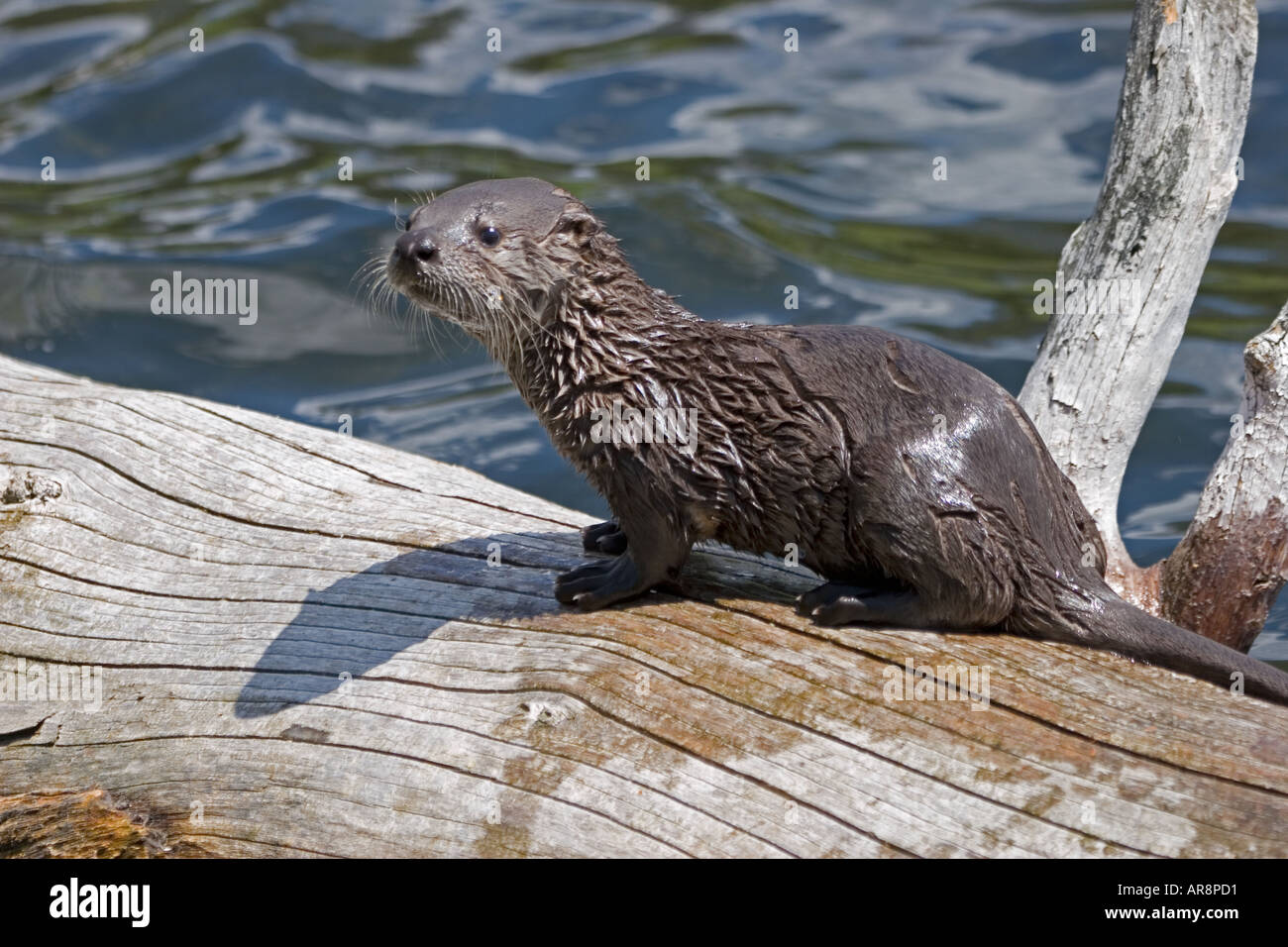 River otter babies -Fotos und -Bildmaterial in hoher Auflösung – Alamy