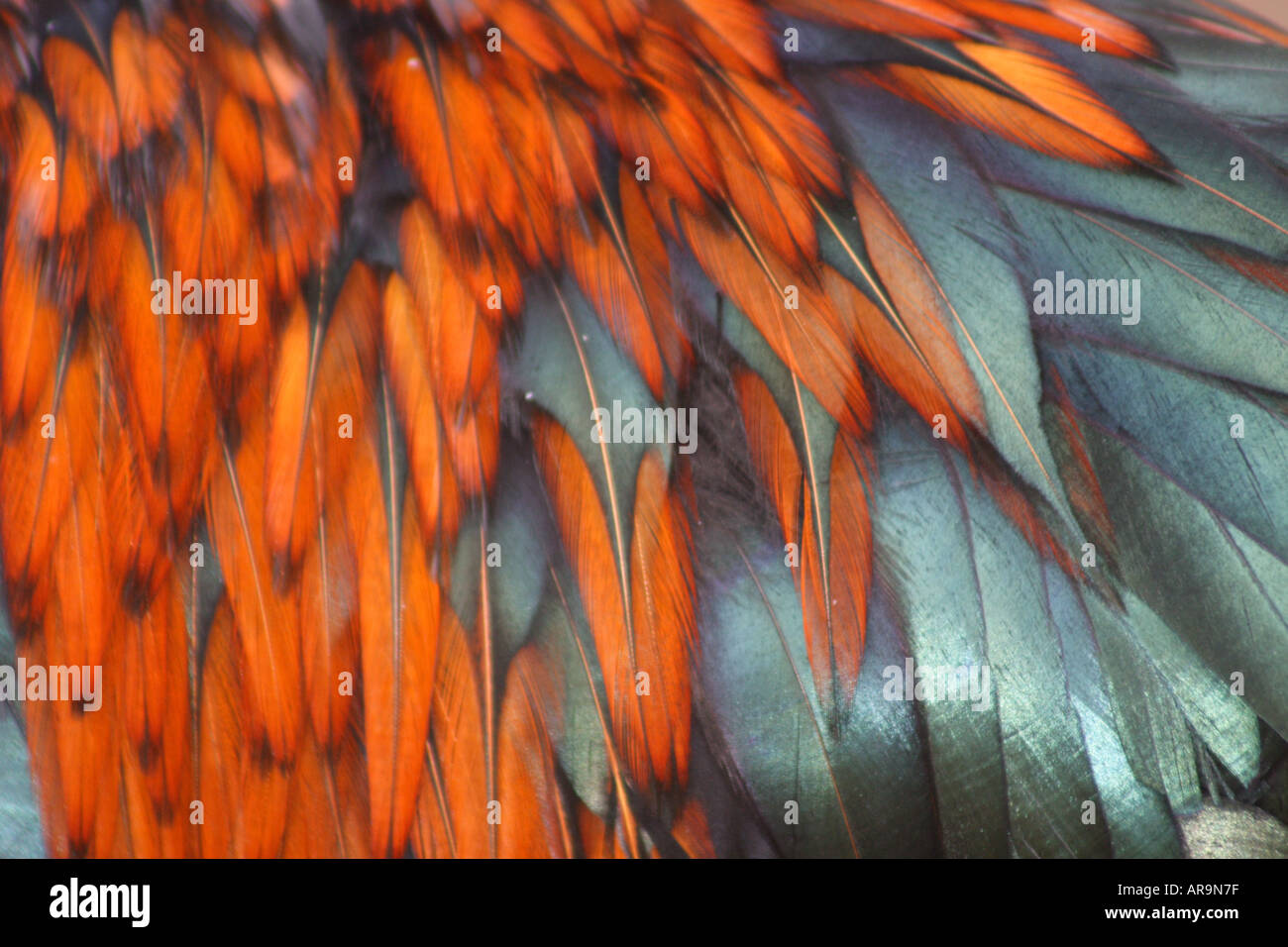 NAHAUFNAHME DER FEDERN AUF EINEN HAHN / CHOOK /HEN BAPD2193 ...