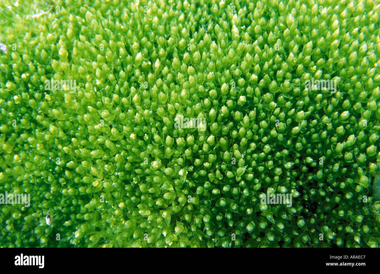 Moos muster -Fotos und -Bildmaterial in hoher Auflösung – Alamy