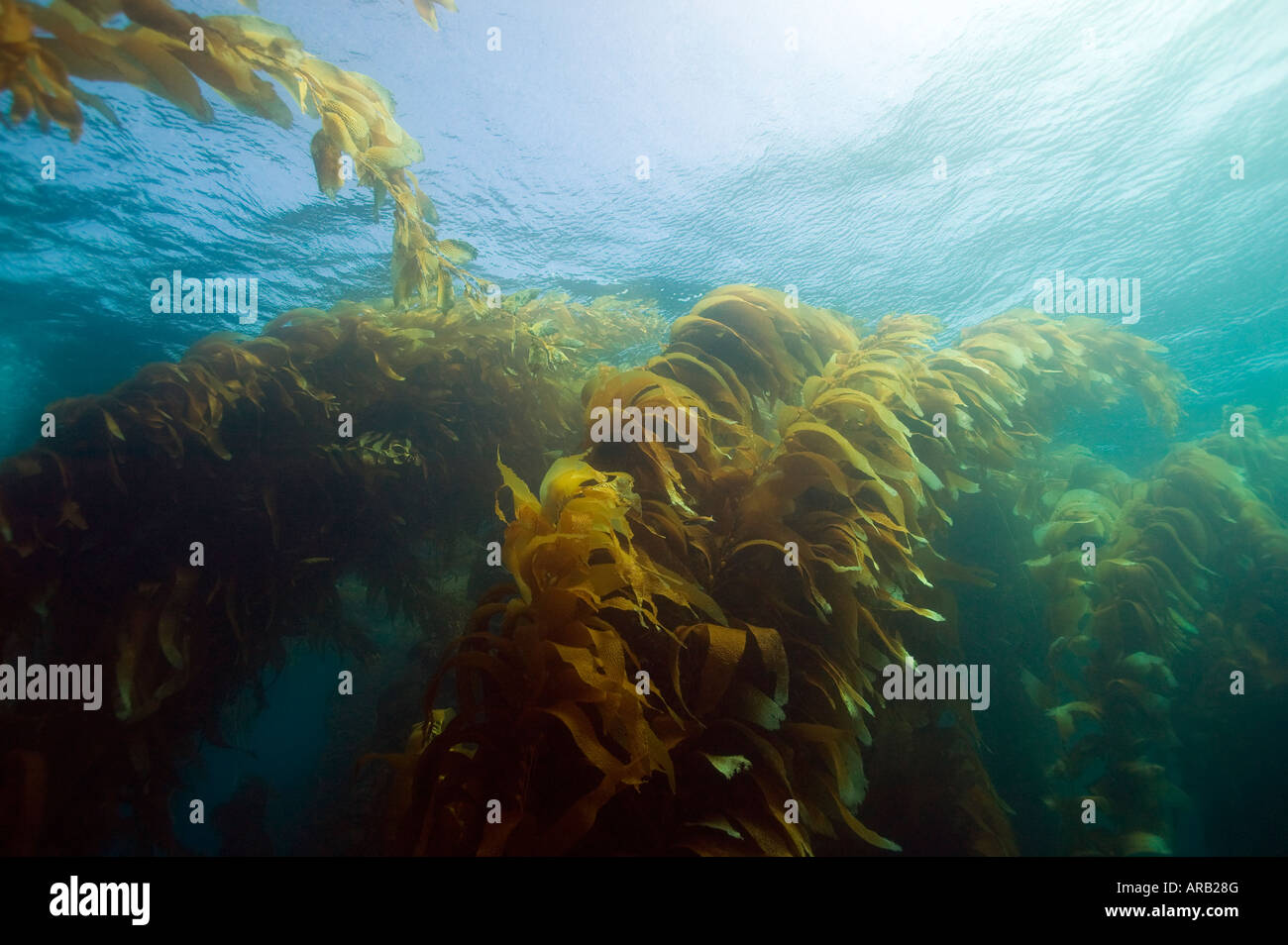 Seetang auf kleinen Kessel Divesite Pyramide Bucht San Clemente Island ...