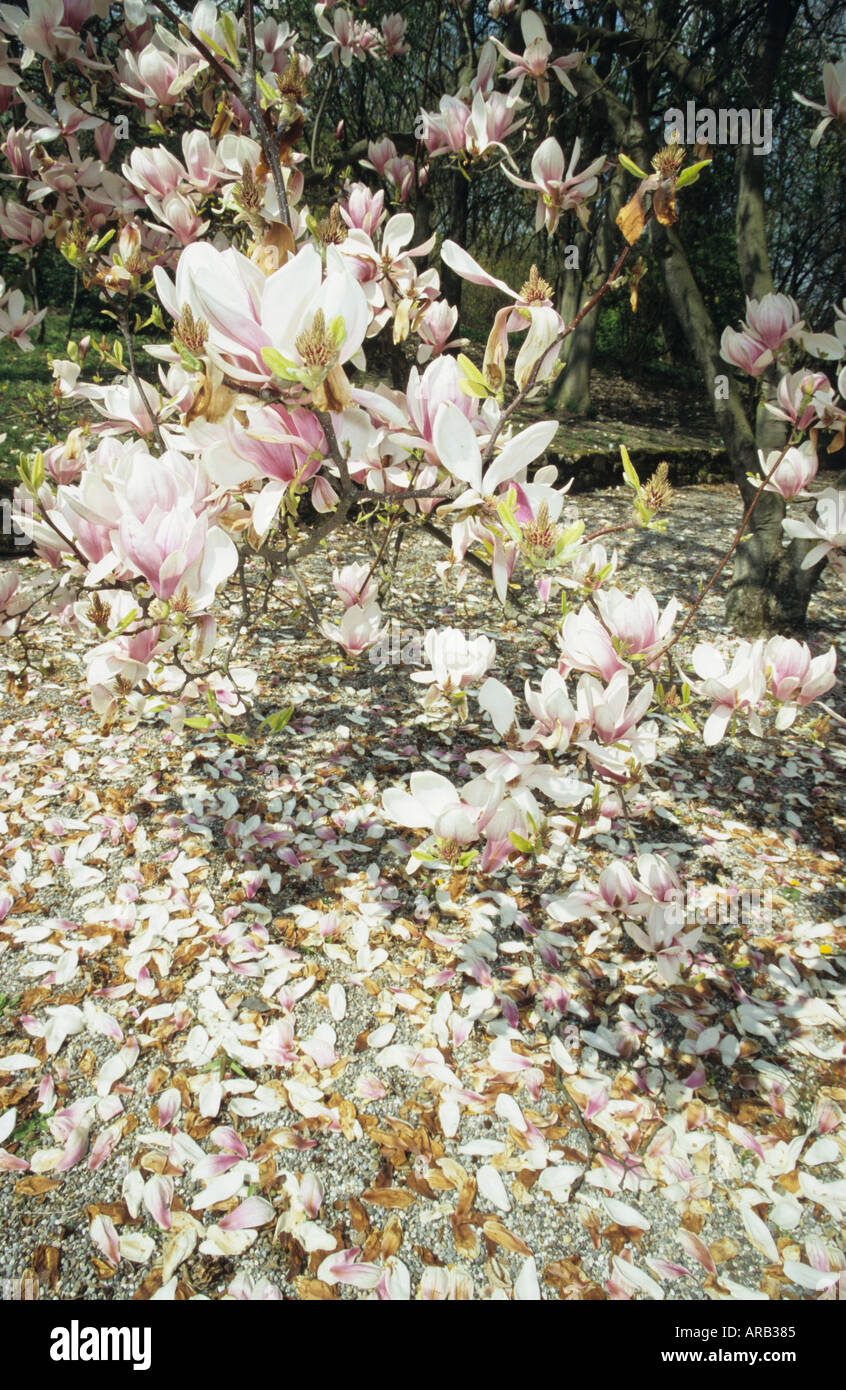 Magnolia spec -Fotos und -Bildmaterial in hoher Auflösung – Alamy