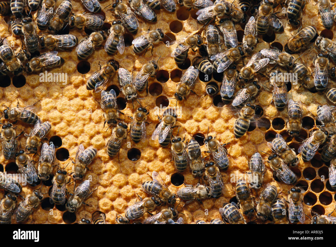 Operation hummel -Fotos und -Bildmaterial in hoher Auflösung – Alamy