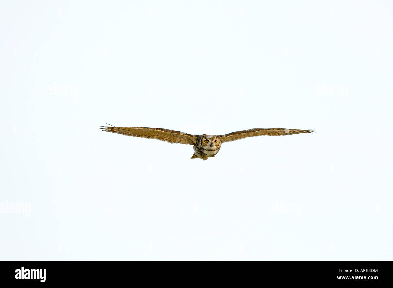 Eulen flug -Fotos und -Bildmaterial in hoher Auflösung – Alamy