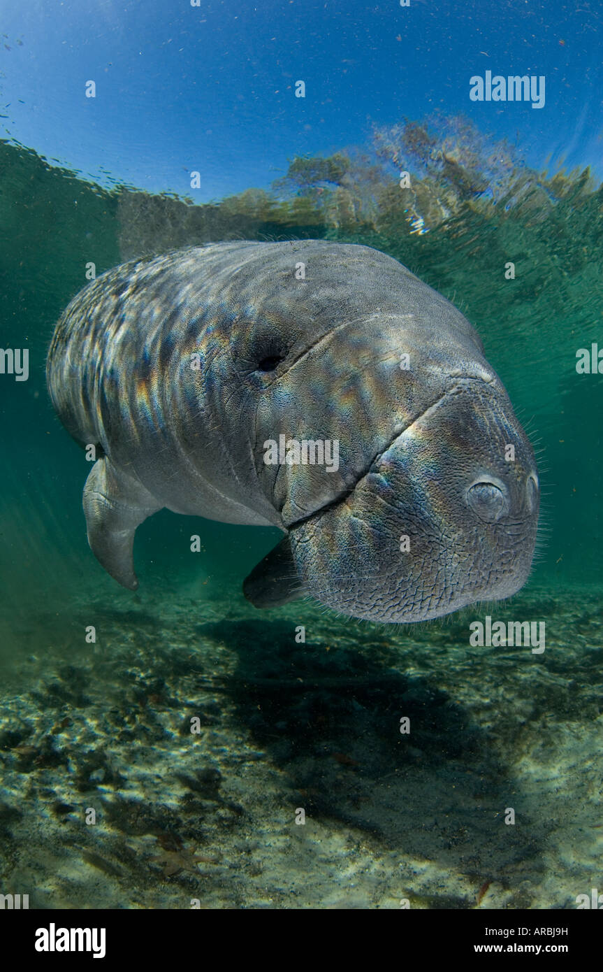 Manatee Im Kristallfluss Stockfotos und -bilder Kaufen - Alamy