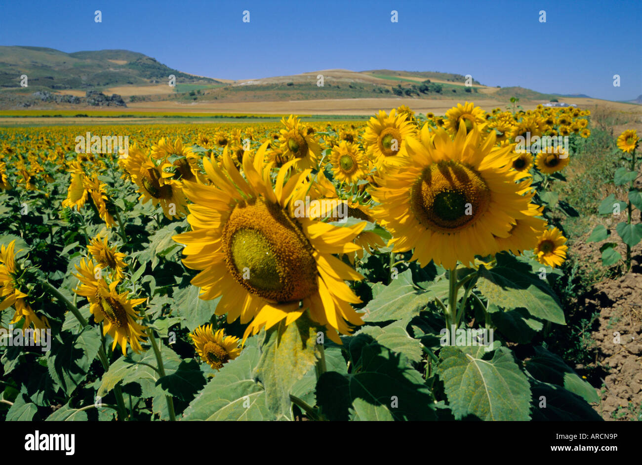 Frieden und sonnenblumen Stockfotos und -bilder Kaufen - Alamy