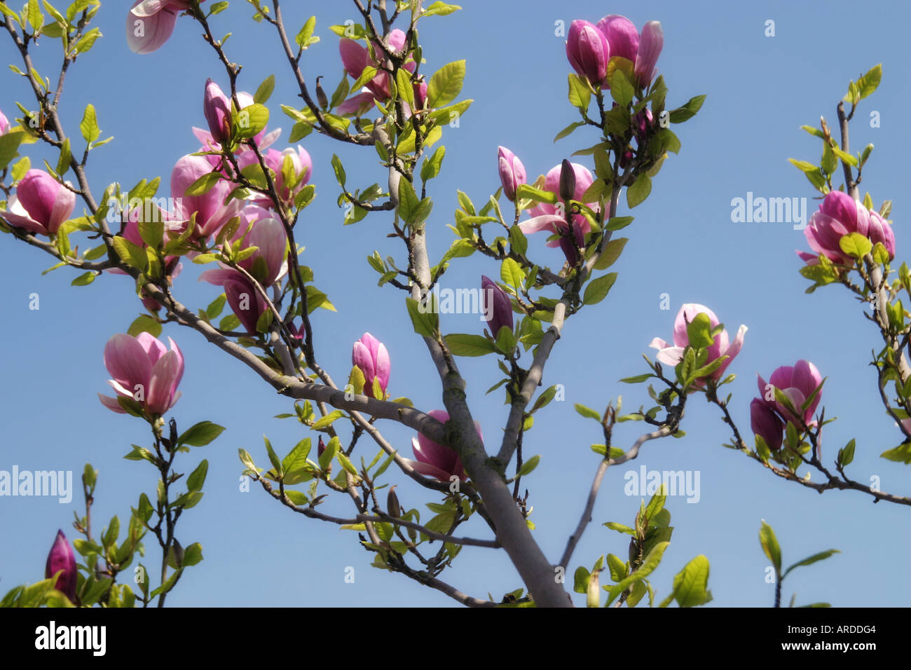 Magnolienbaum Magnolia Tree Stockfotos und -bilder Kaufen - Alamy