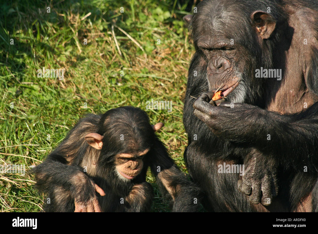 Schimpansen-Mutter und Baby Stockfotografie - Alamy