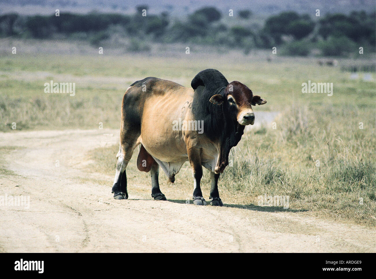 Bull testicles -Fotos und -Bildmaterial in hoher Auflösung – Alamy