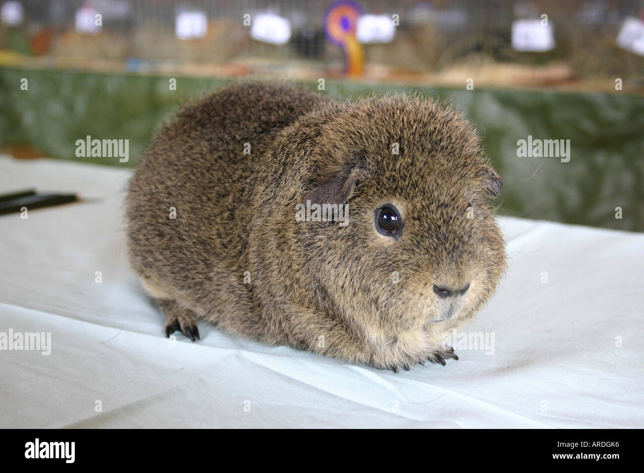Rex meerschweinchen -Fotos und -Bildmaterial in hoher Auflösung – Alamy