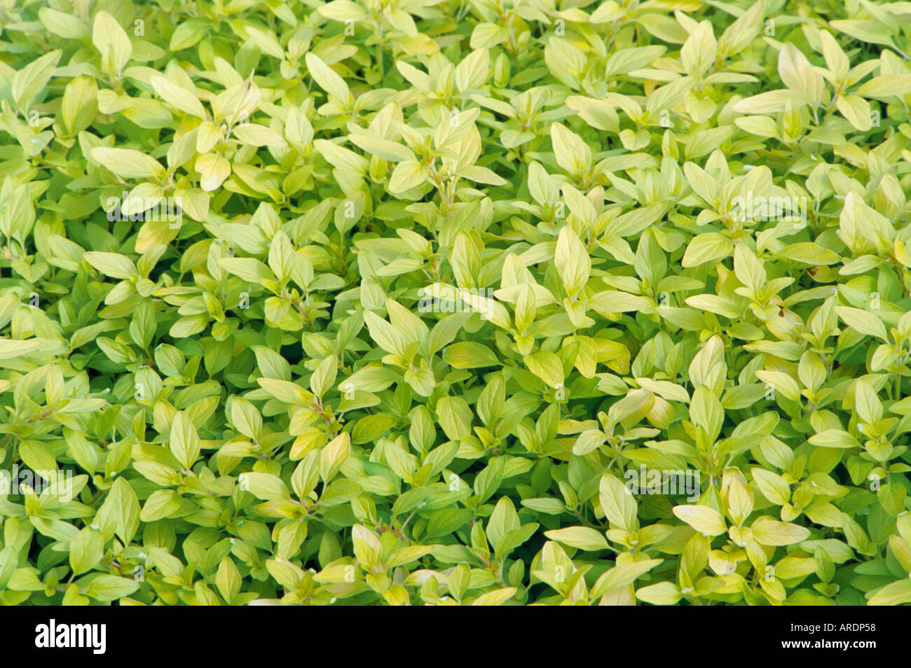 Origano origanum -Fotos und -Bildmaterial in hoher Auflösung – Alamy