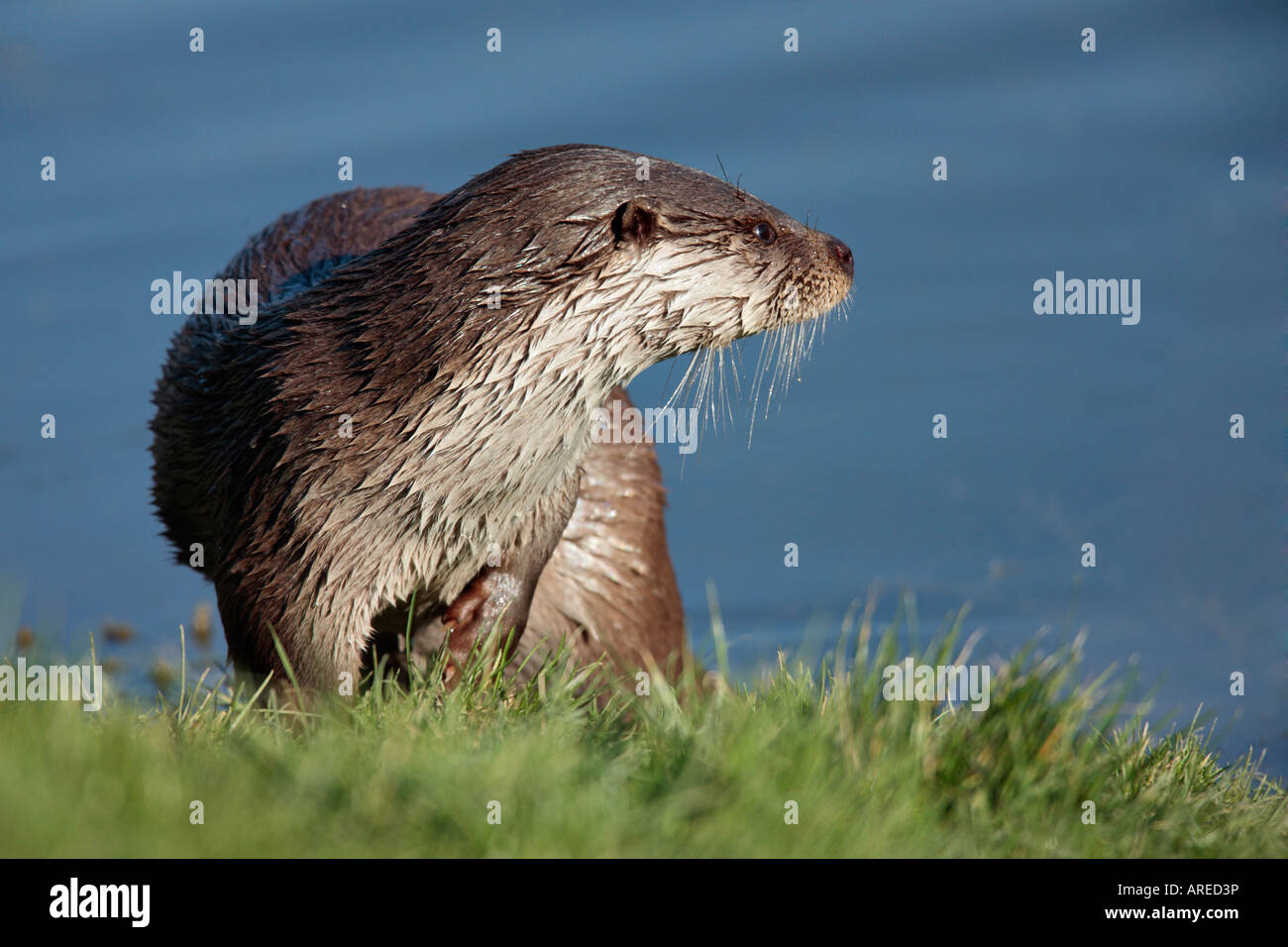 Uk otter -Fotos und -Bildmaterial in hoher Auflösung – Alamy