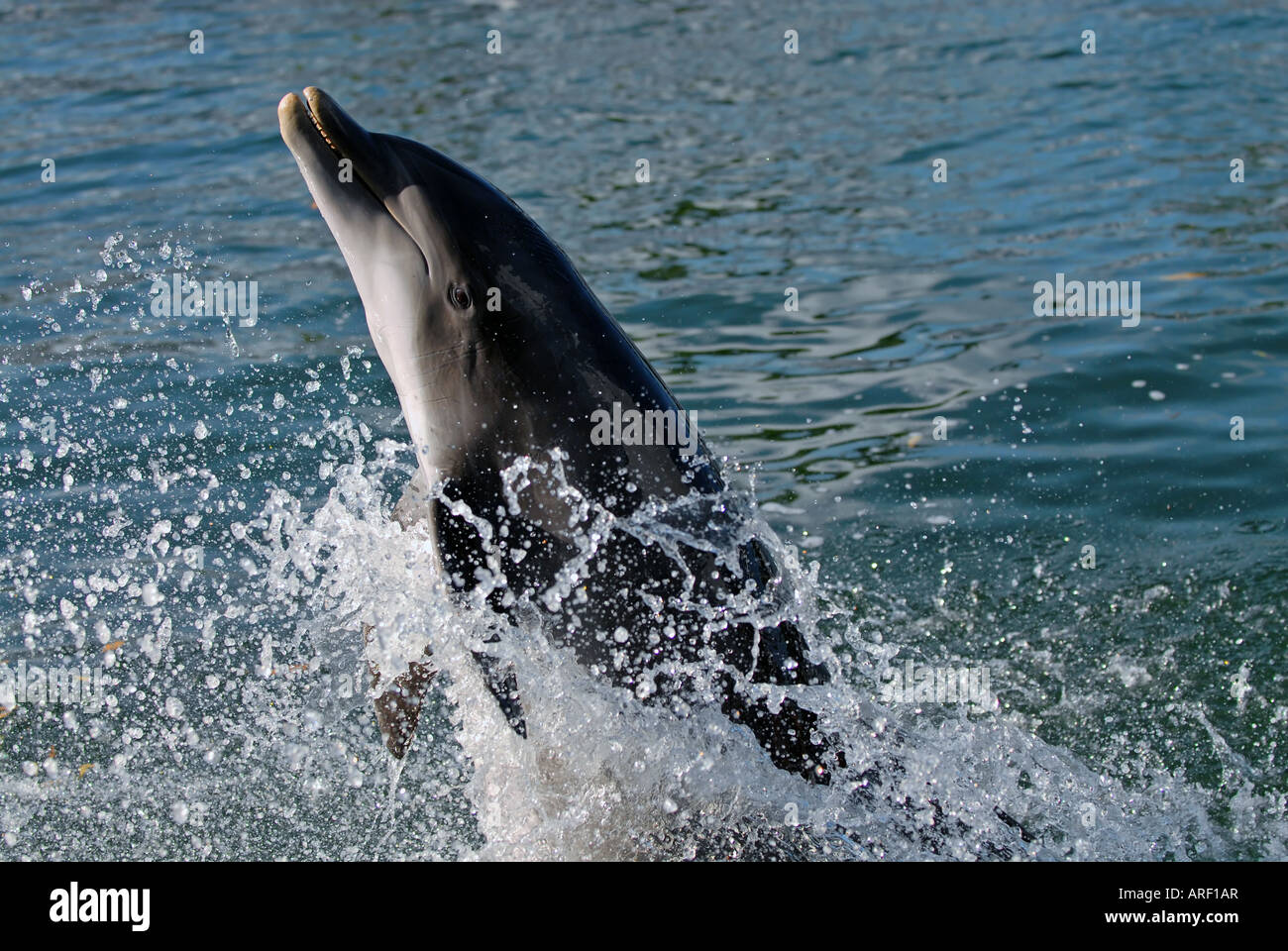 Artesian basin -Fotos und -Bildmaterial in hoher Auflösung – Alamy