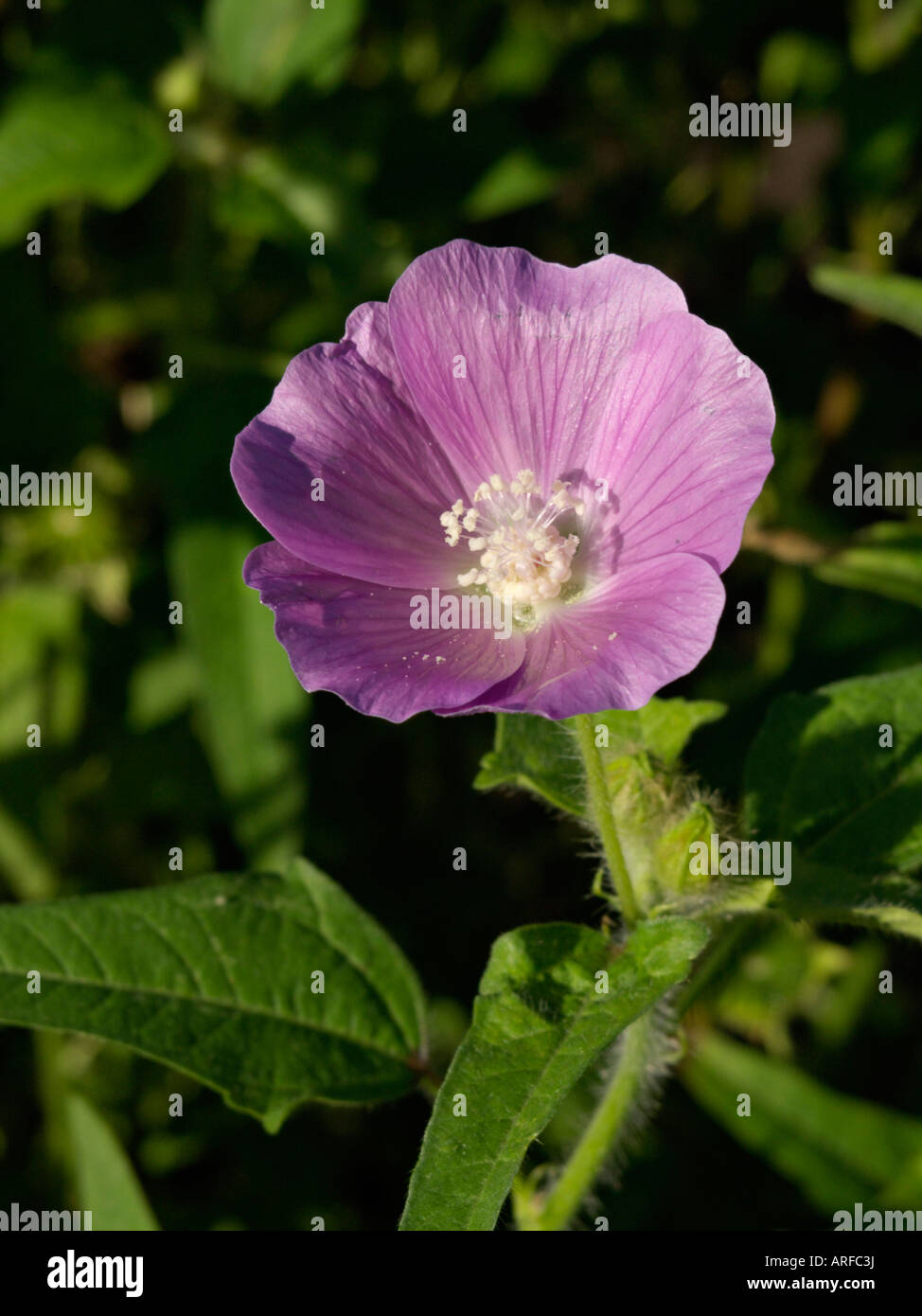 Anoda cristata -Fotos und -Bildmaterial in hoher Auflösung – Alamy