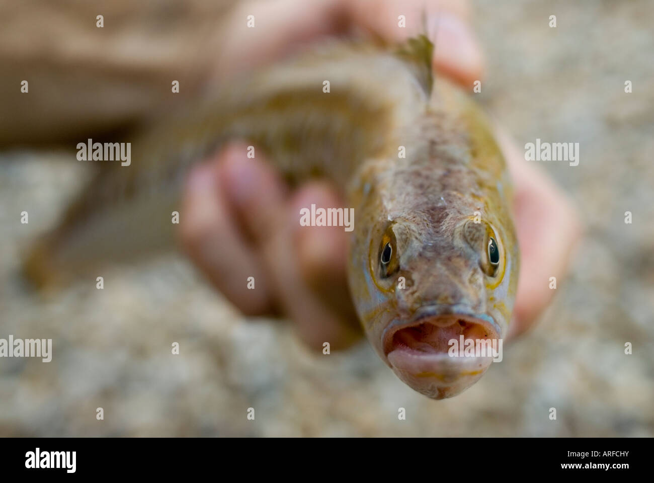 Größere Petermännchen Trachinus Draco Weber Fisch Petermännchen Fisch ...